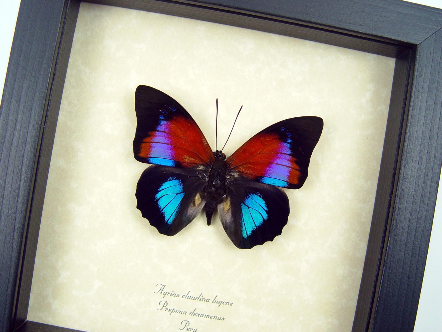 Rare Blue Red Fuchsia Hybrid Butterfly - Agrias claudina lugens
