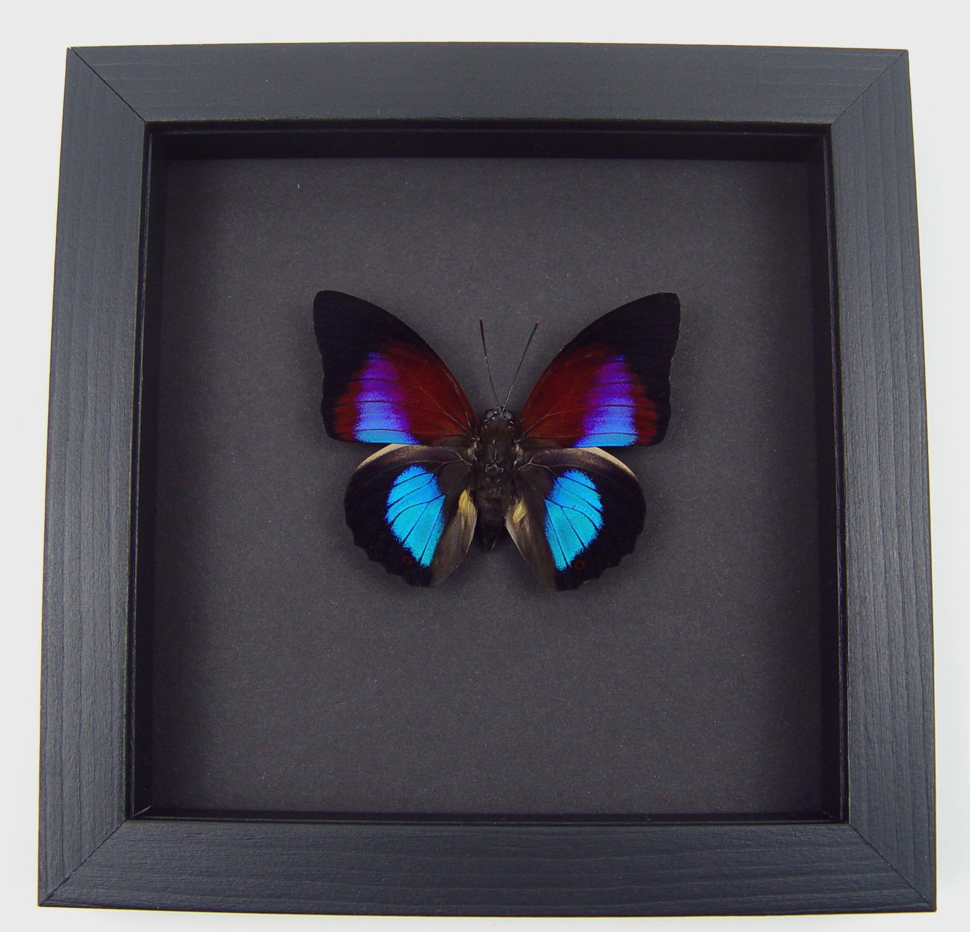 Rare Blue Red Fuchsia Hybrid Butterfly - Agrias claudina lugens