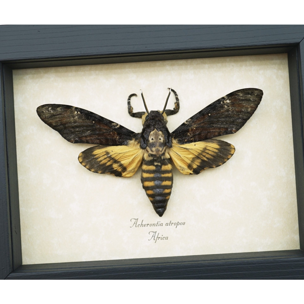 Death's Head Moths - Real Framed Moth Displays