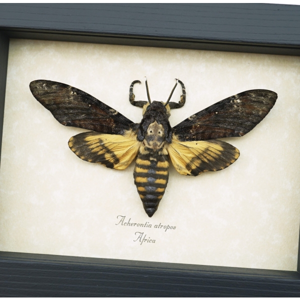 Death Head Moth - Acherontia atropos male - Real Framed