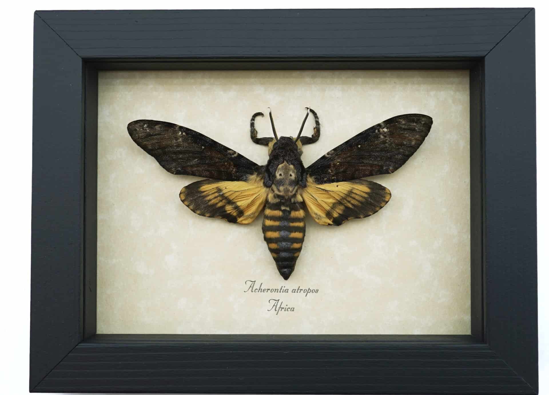 Death Head Moth - Acherontia atropos male - Real Framed