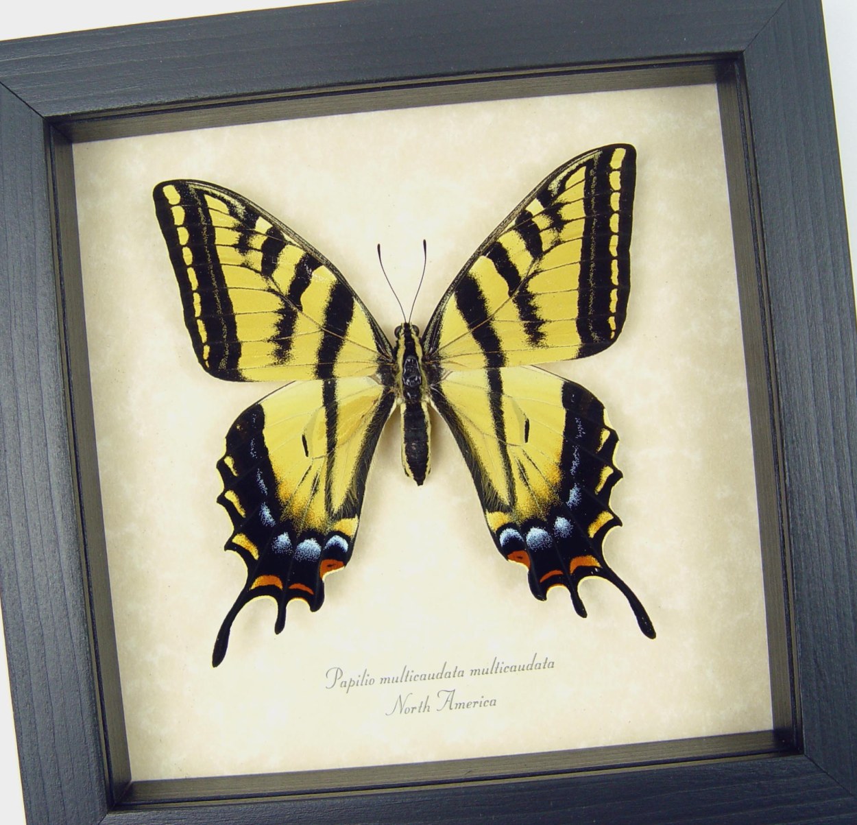 Papilio Multicaudata pusillus female - Two Tailed Swallowtail