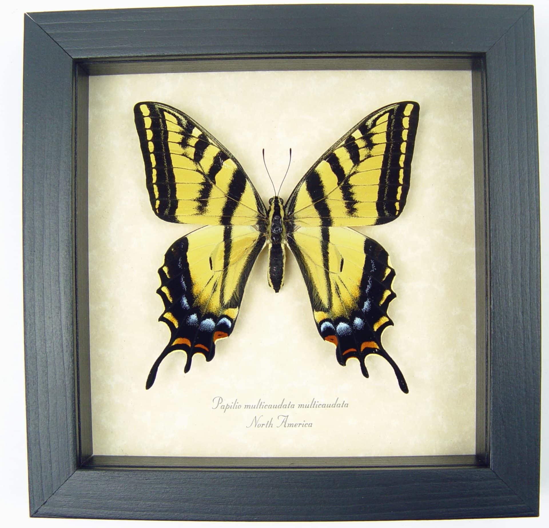 Papilio Multicaudata pusillus female - Two Tailed Swallowtail