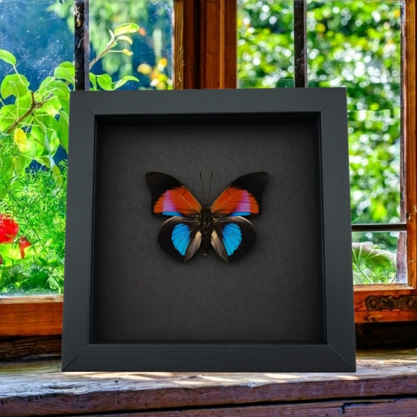 Rare Blue Red Fuchsia Hybrid Butterfly - Agrias claudina lugens