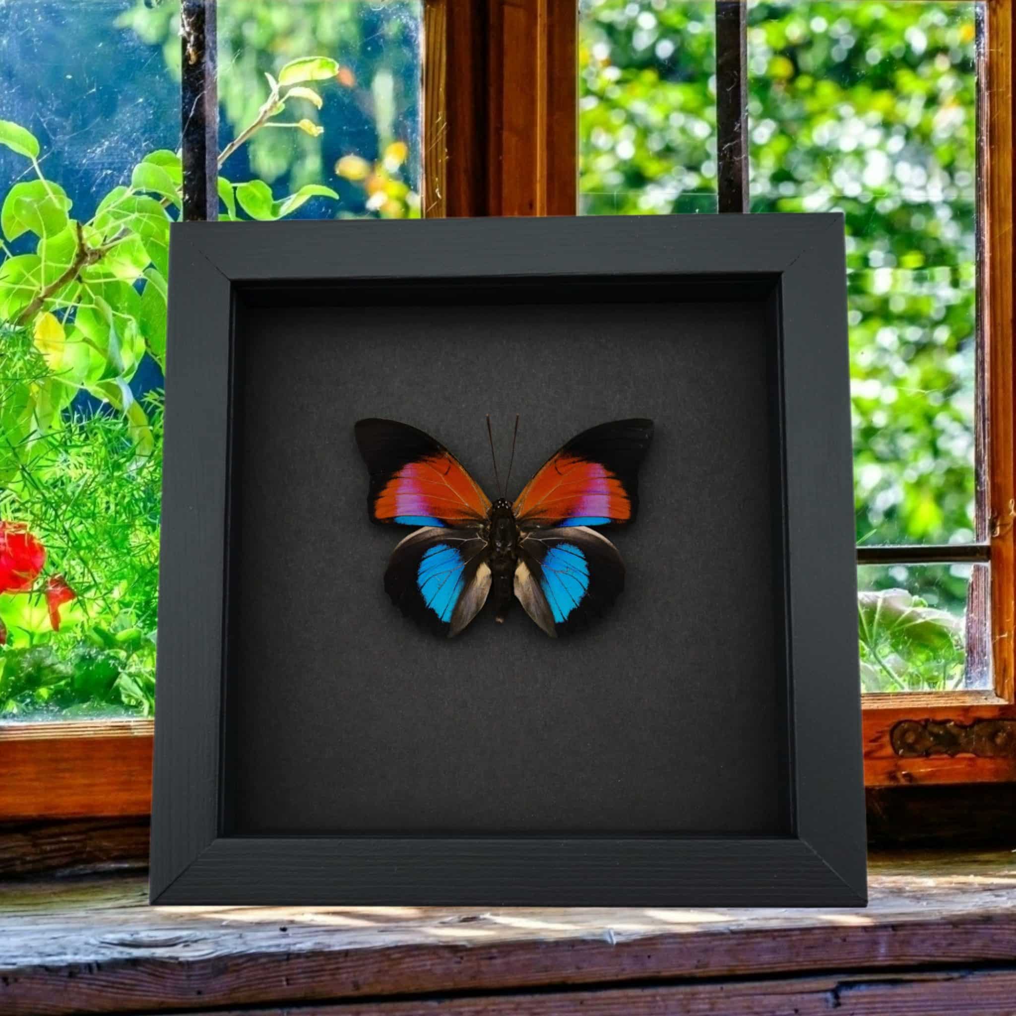 Rare Blue Red Fuchsia Hybrid Butterfly - Agrias claudina lugens