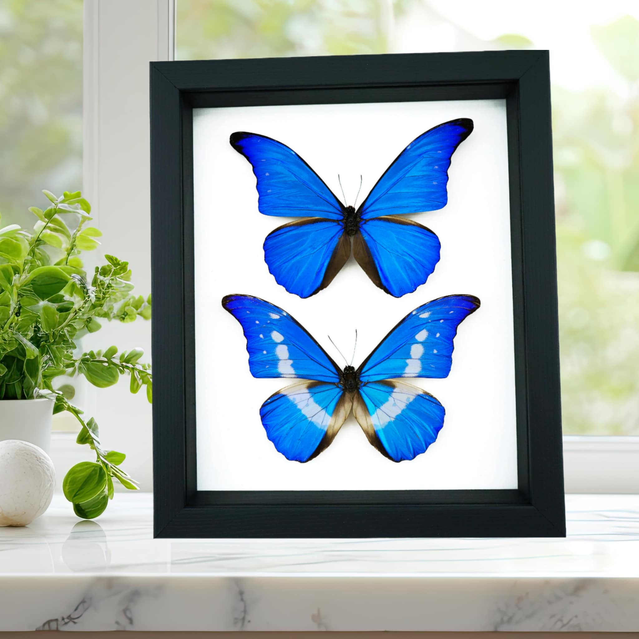 Framed Blue Morpho Butterfly Set - real framed butterflies