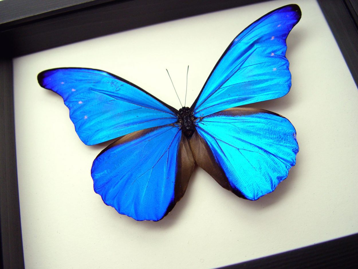Morpho rhetenor cacica - Blue Morpho Butterfly