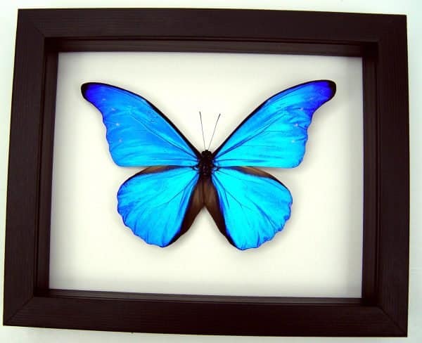 Morpho rhetenor cacica - Blue Morpho Butterfly