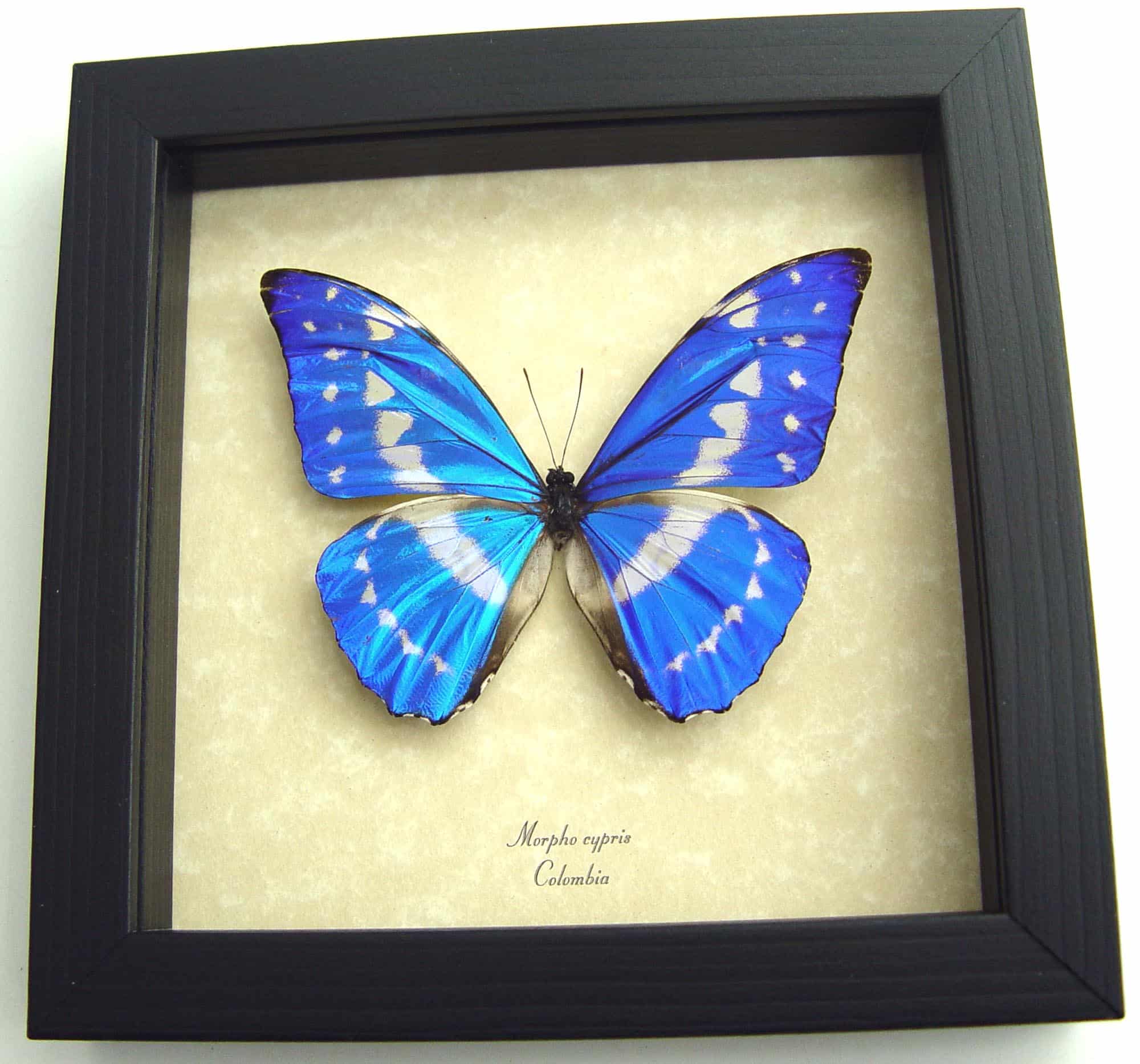 Morpho cypris - Blue Morpho Butterfly - real framed butterfly