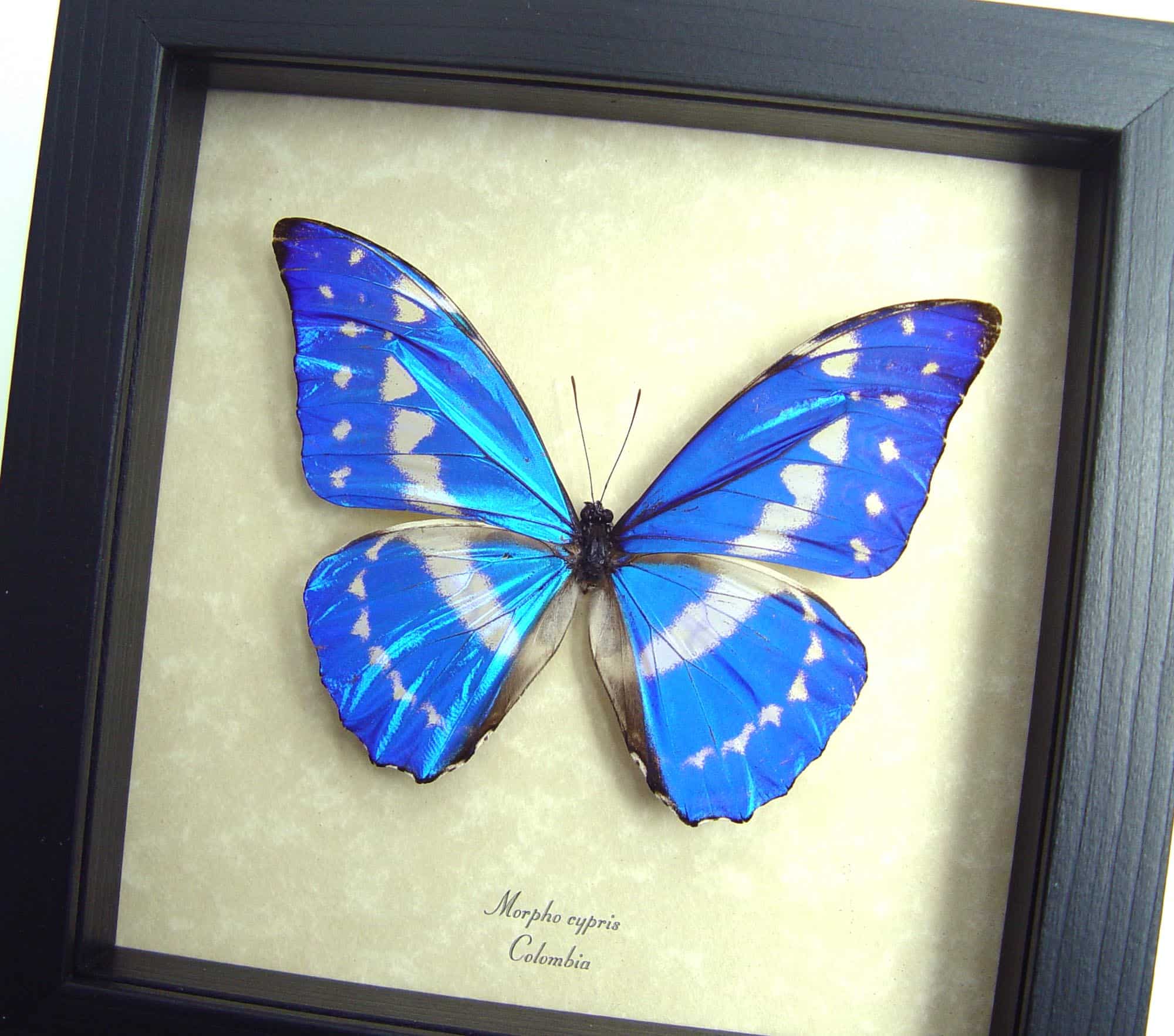 Morpho cypris - Blue Morpho Butterfly - real framed butterfly