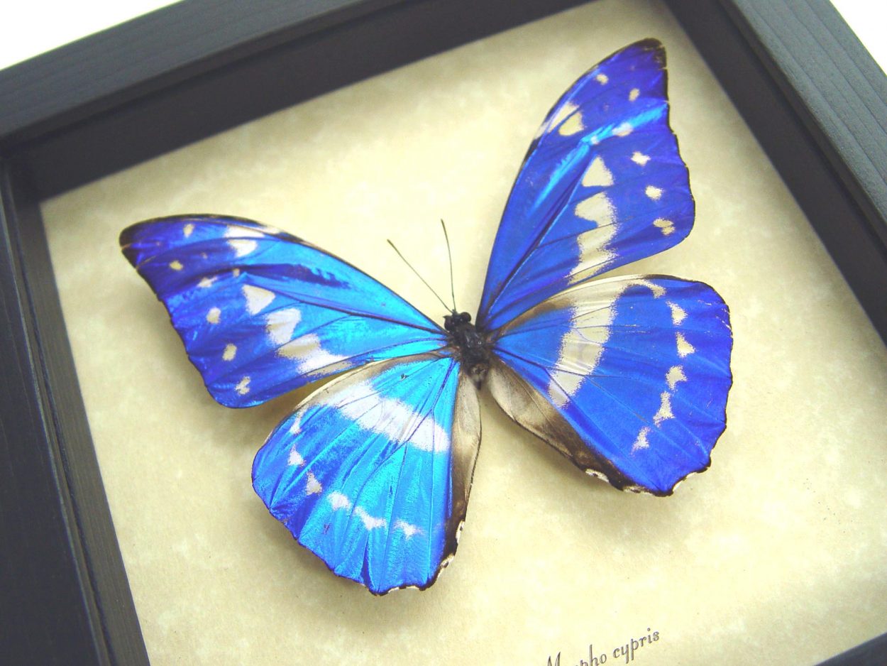 Morpho cypris - Blue Morpho Butterfly - real framed butterfly