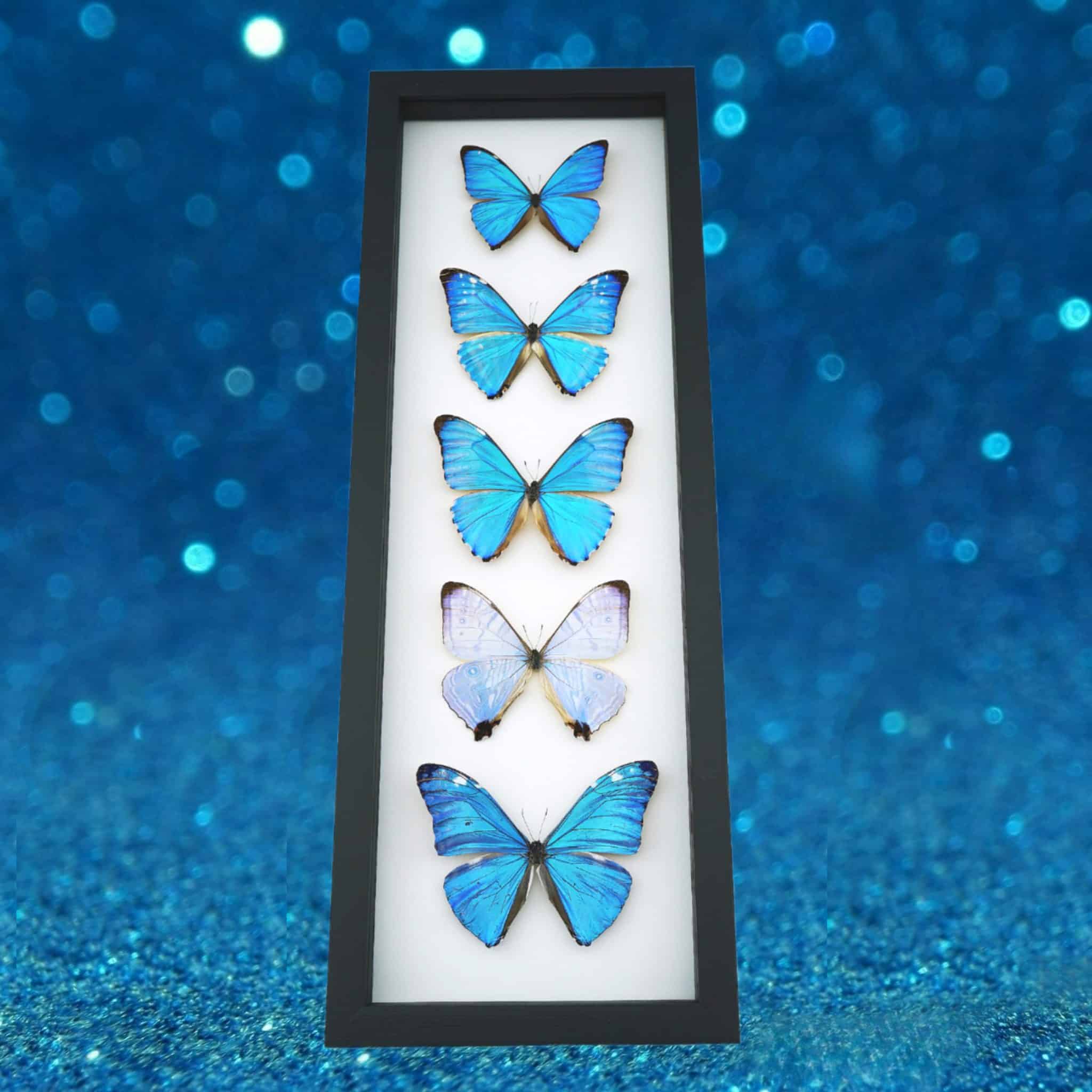 Diamond Morpho Butterfly Collection - Framed Taxidermy Classic