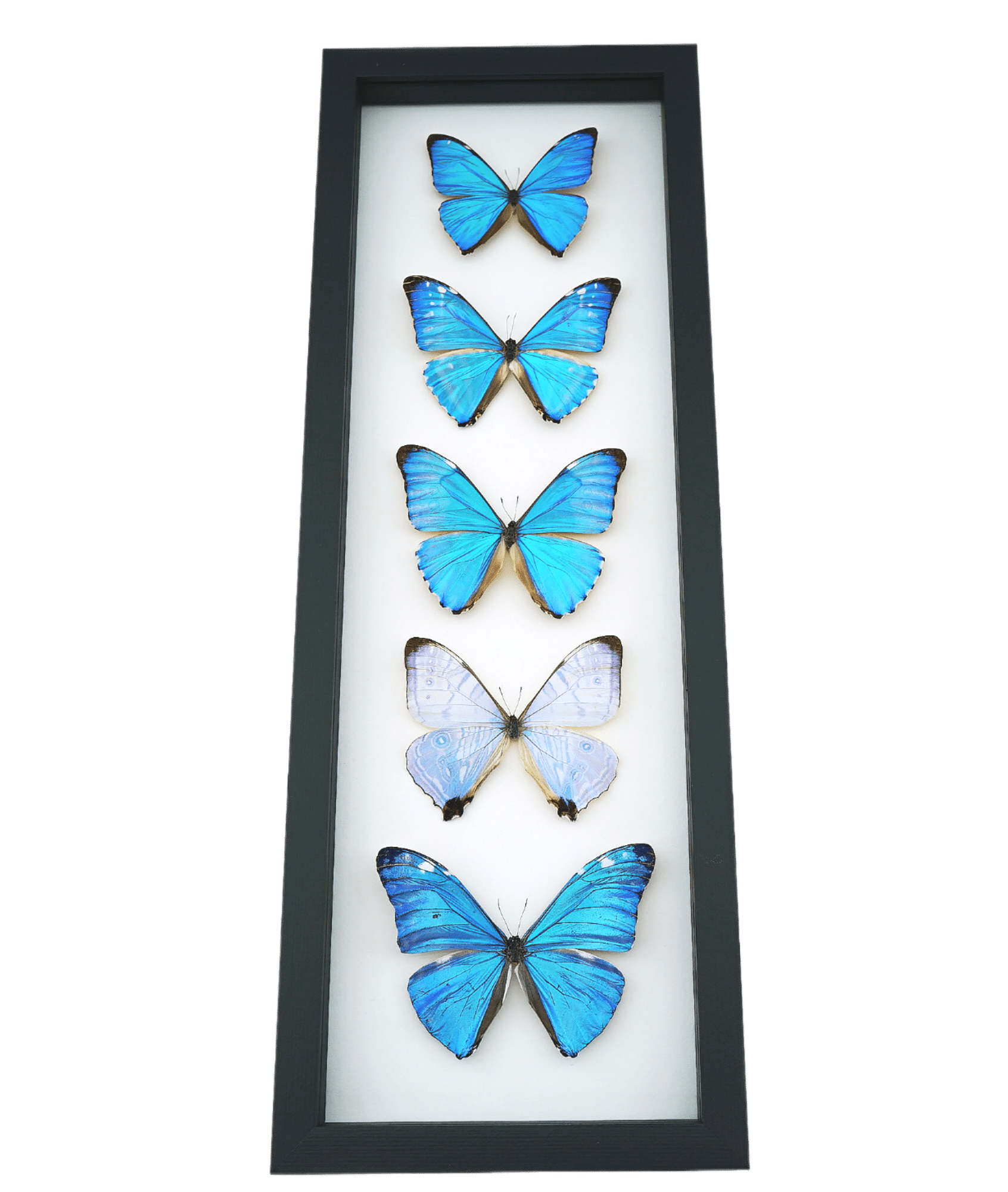 Diamond Morpho Butterfly Collection - Framed Taxidermy Classic