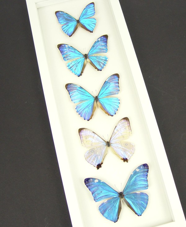 Diamond Morpho Butterfly Collection - Framed Taxidermy Vibrant