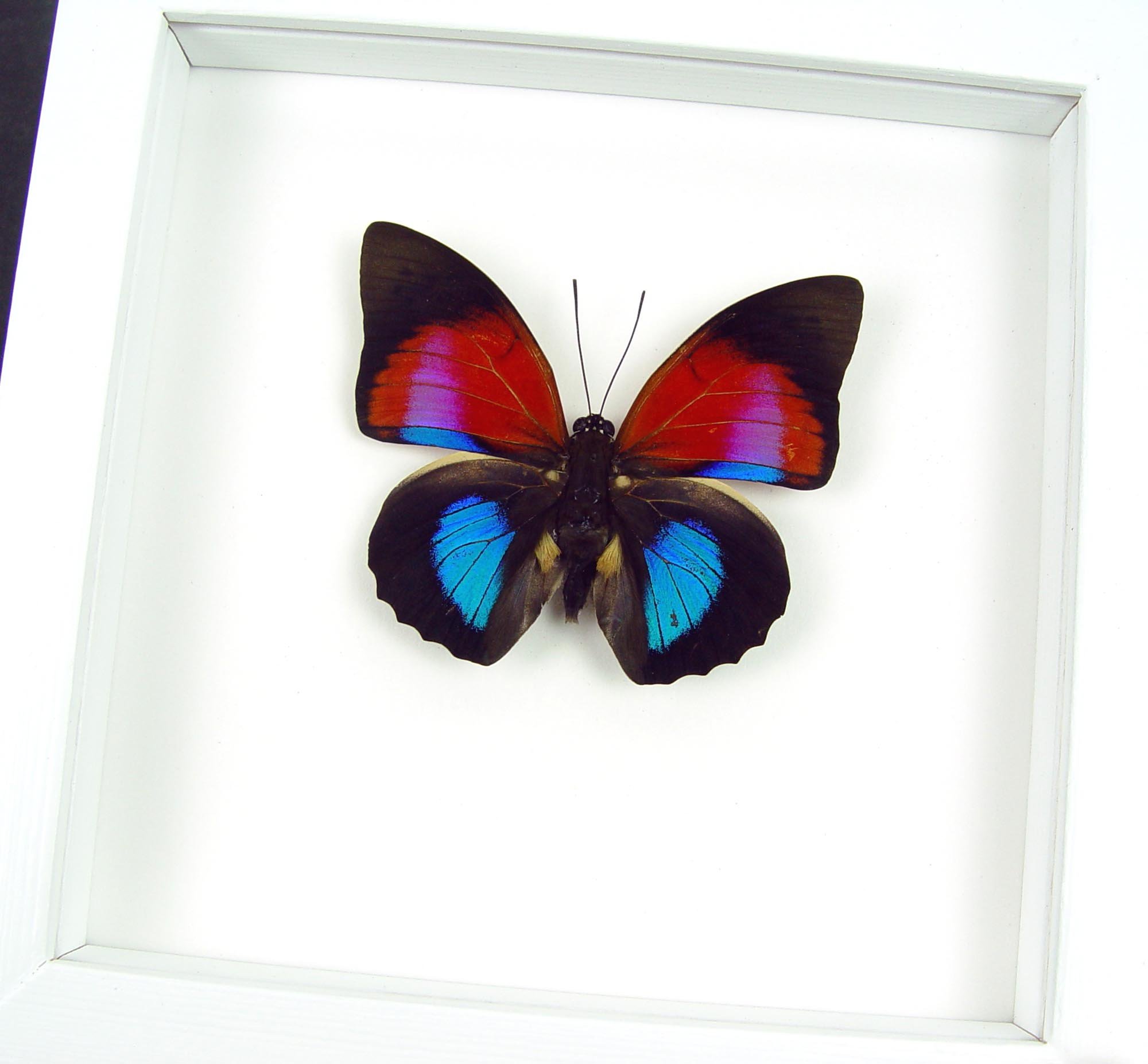 Rare Blue Red Fuchsia Hybrid Butterfly - Agrias claudina lugens