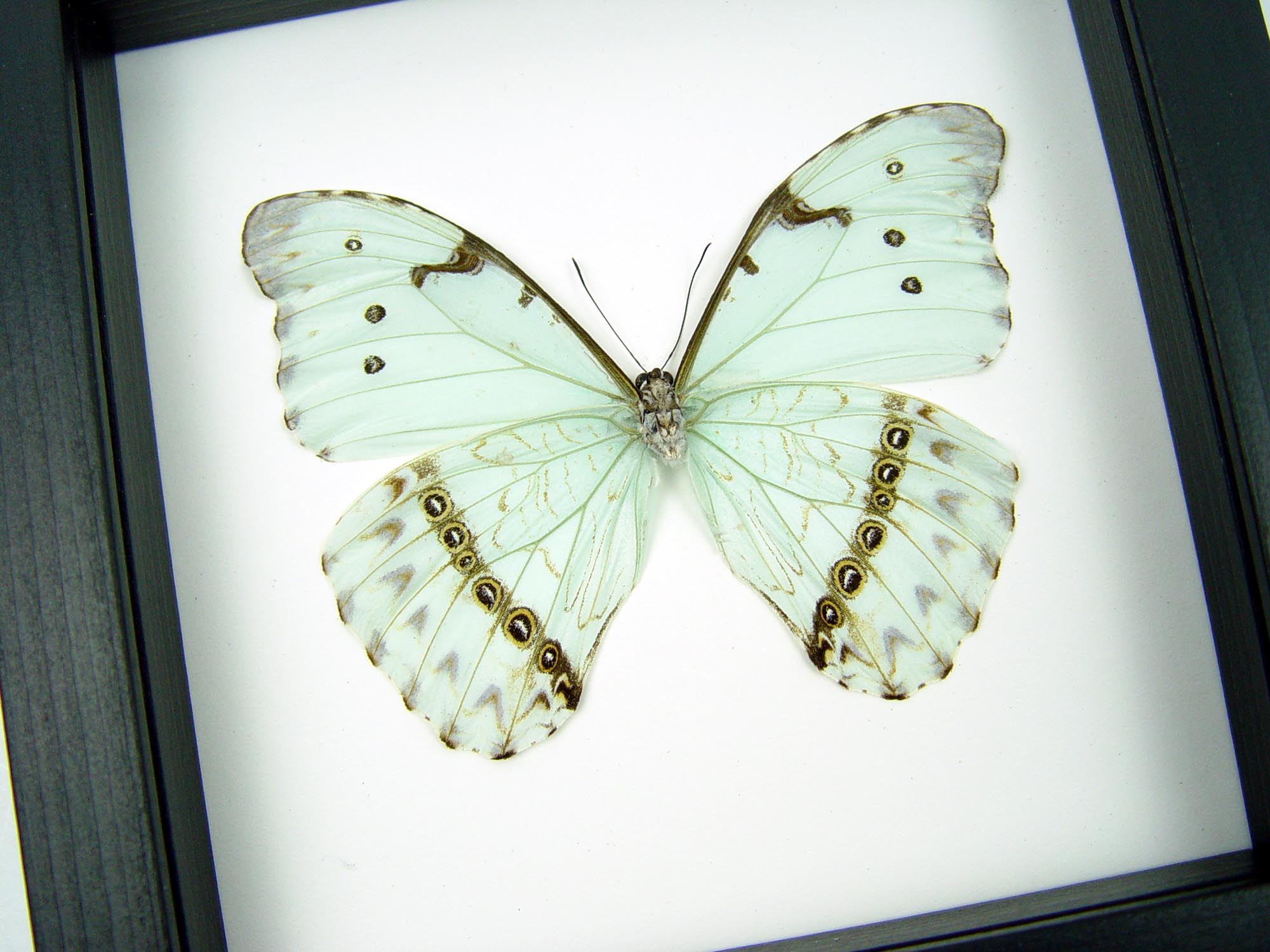 Mint Morpho Butterfly Framed - Morpho catenarius Verso