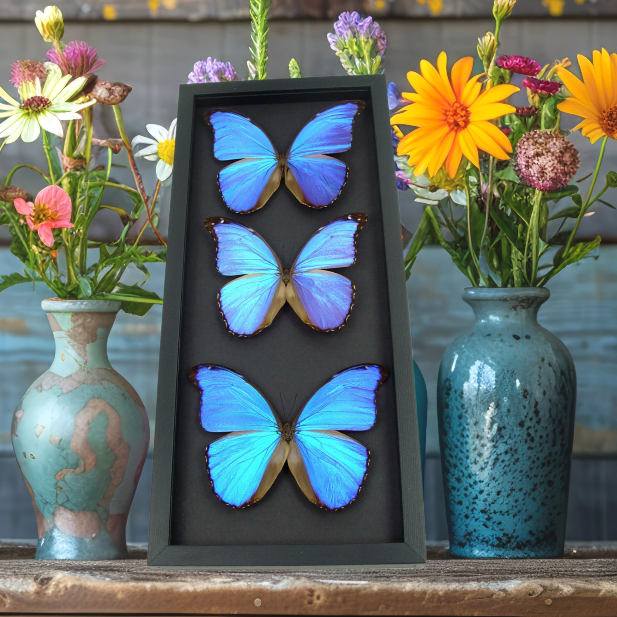 Blue Morpho Framed Butterflies - Morpho Collection