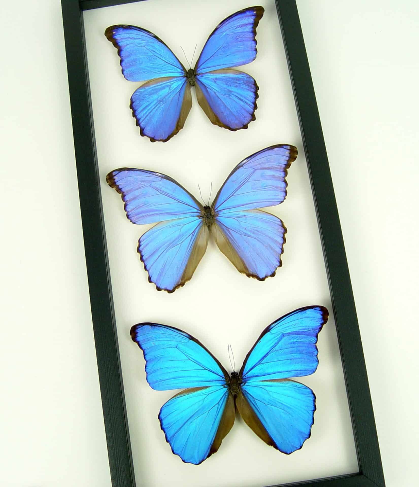 Blue Morpho Framed Butterflies - Morpho Collection