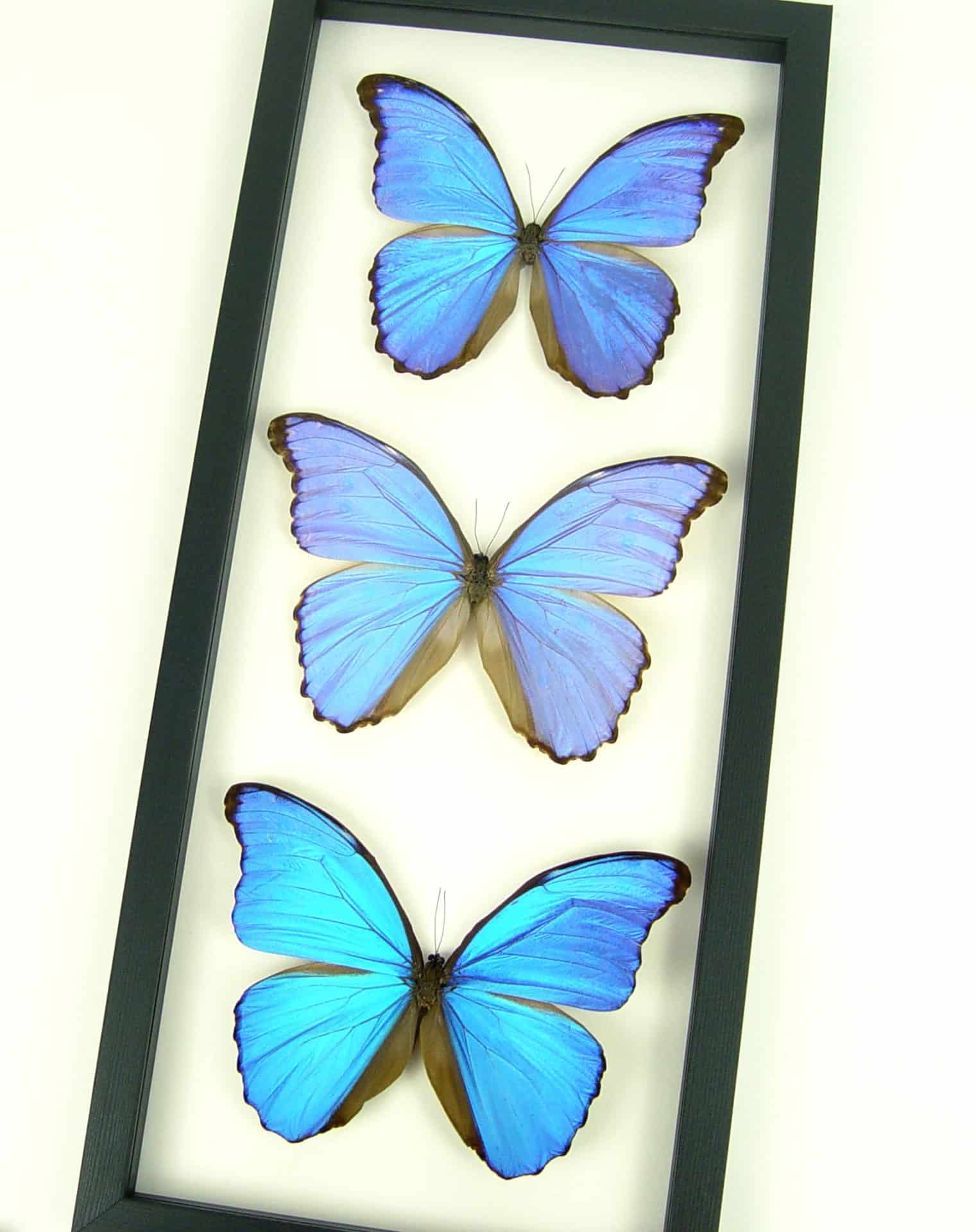 Blue Morpho Framed Butterflies - Morpho Collection