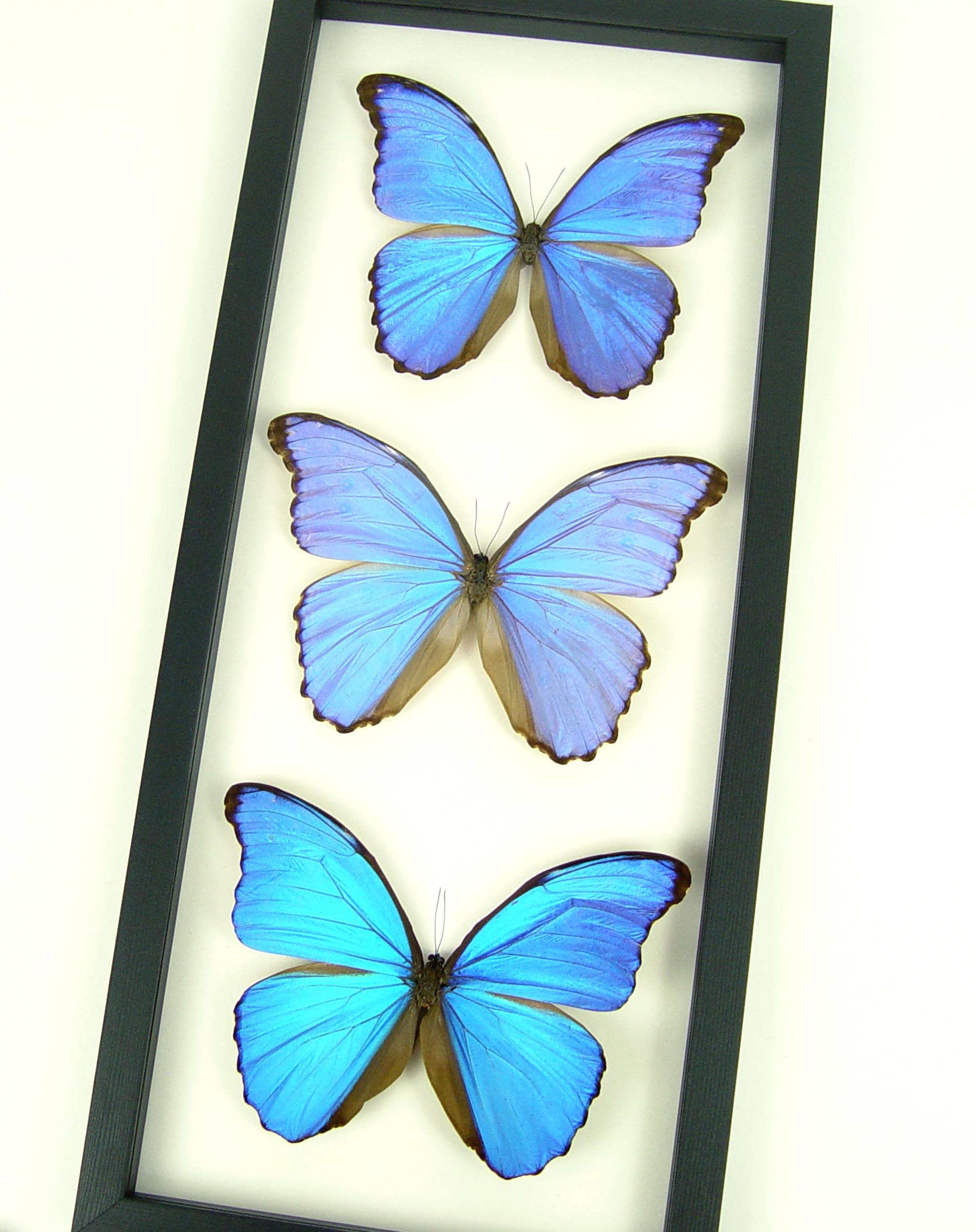 Blue Morpho Framed Butterflies - Morpho Collection