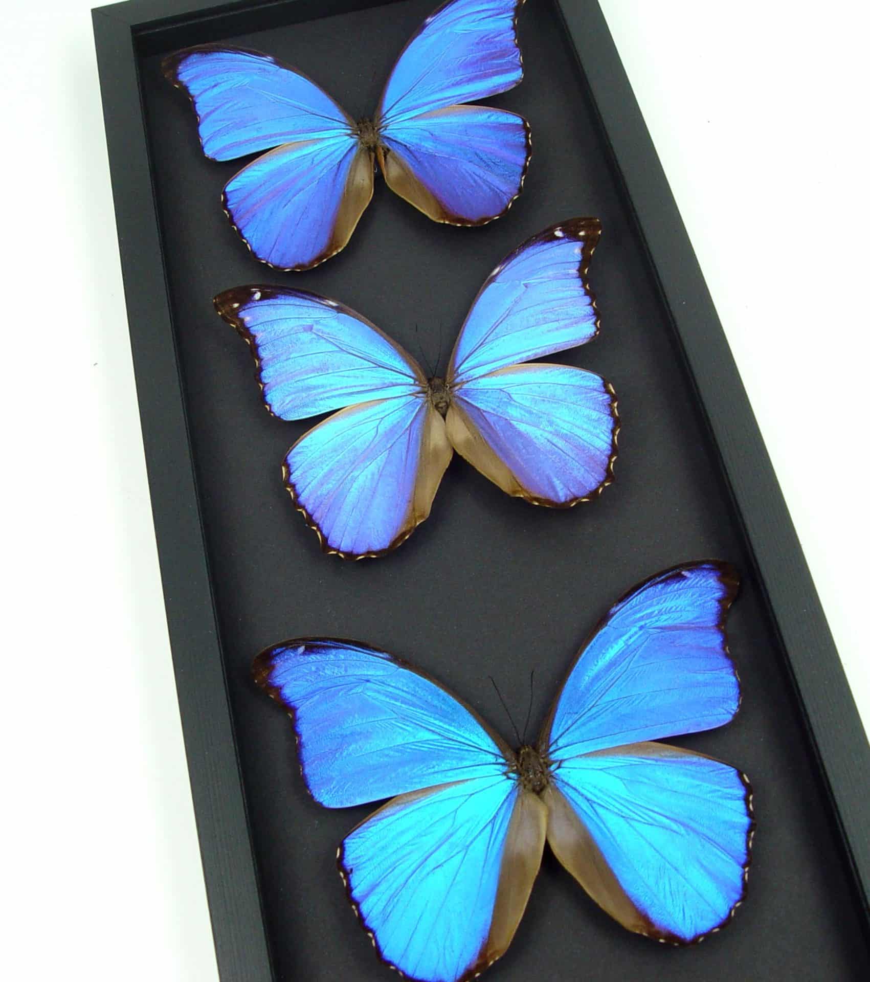 Blue Morpho Framed Butterflies - Morpho Collection
