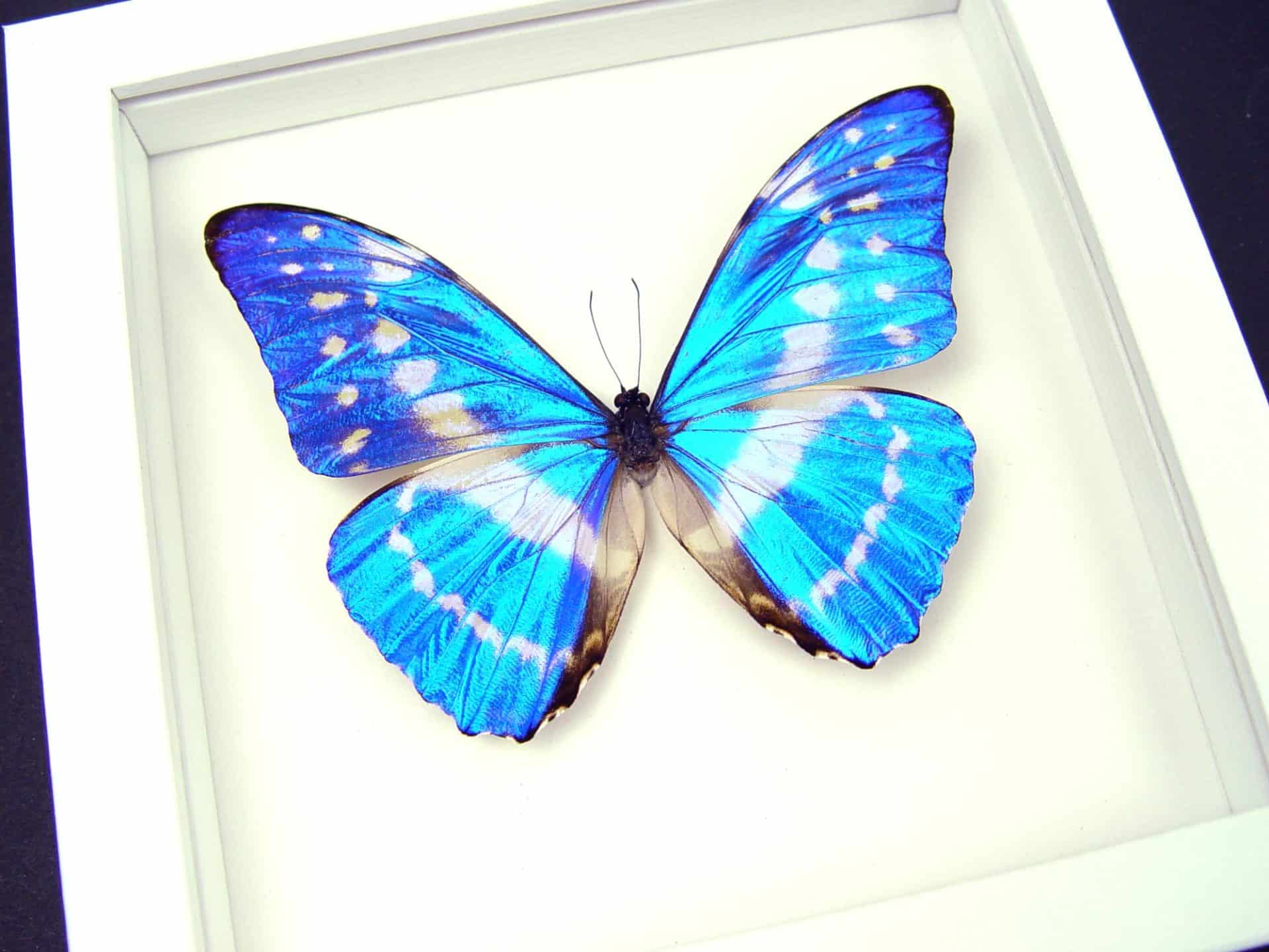 Morpho cypris - Blue Morpho Butterfly - vibrant white display