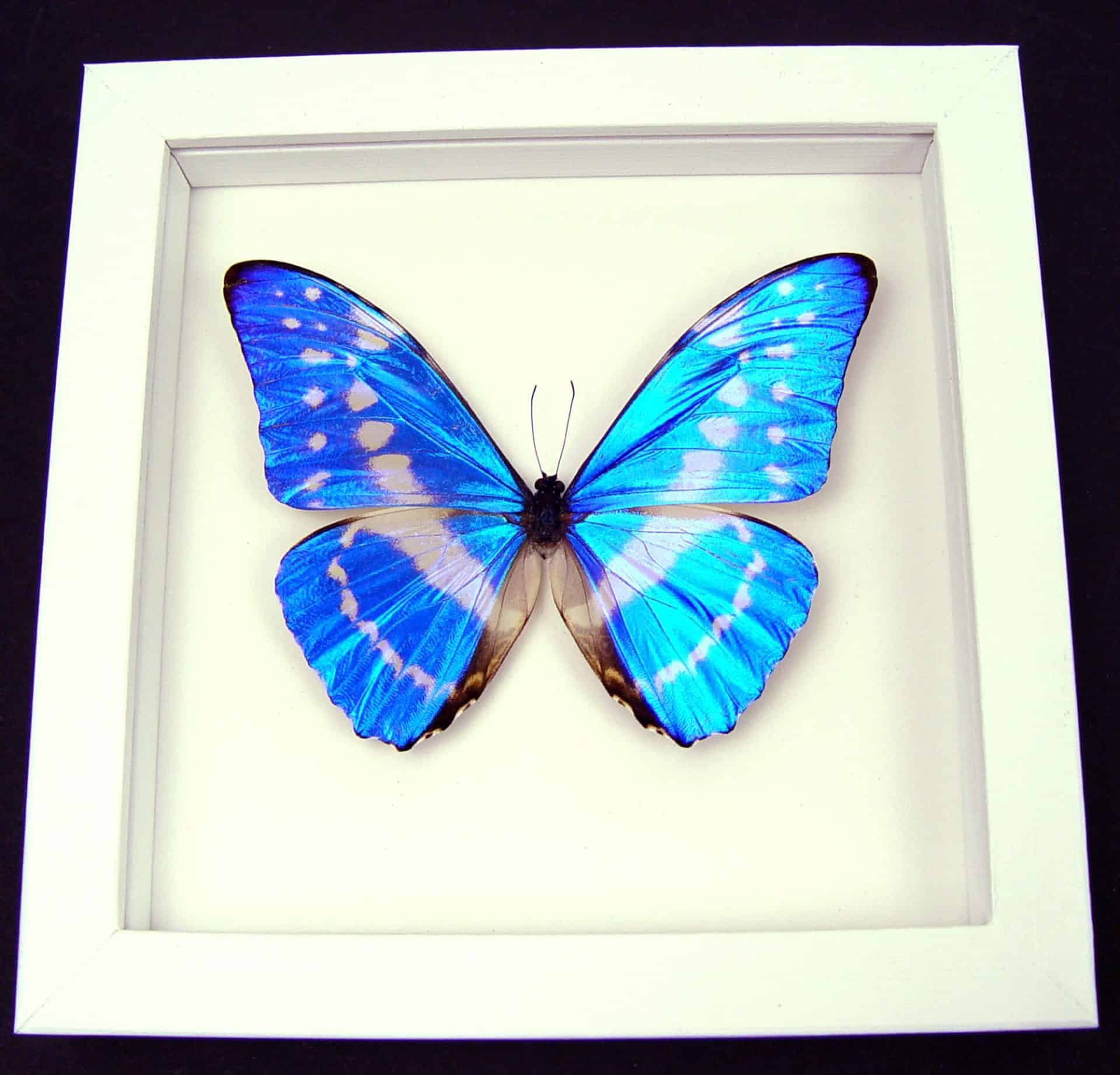 Morpho cypris - Blue Morpho Butterfly - vibrant white display