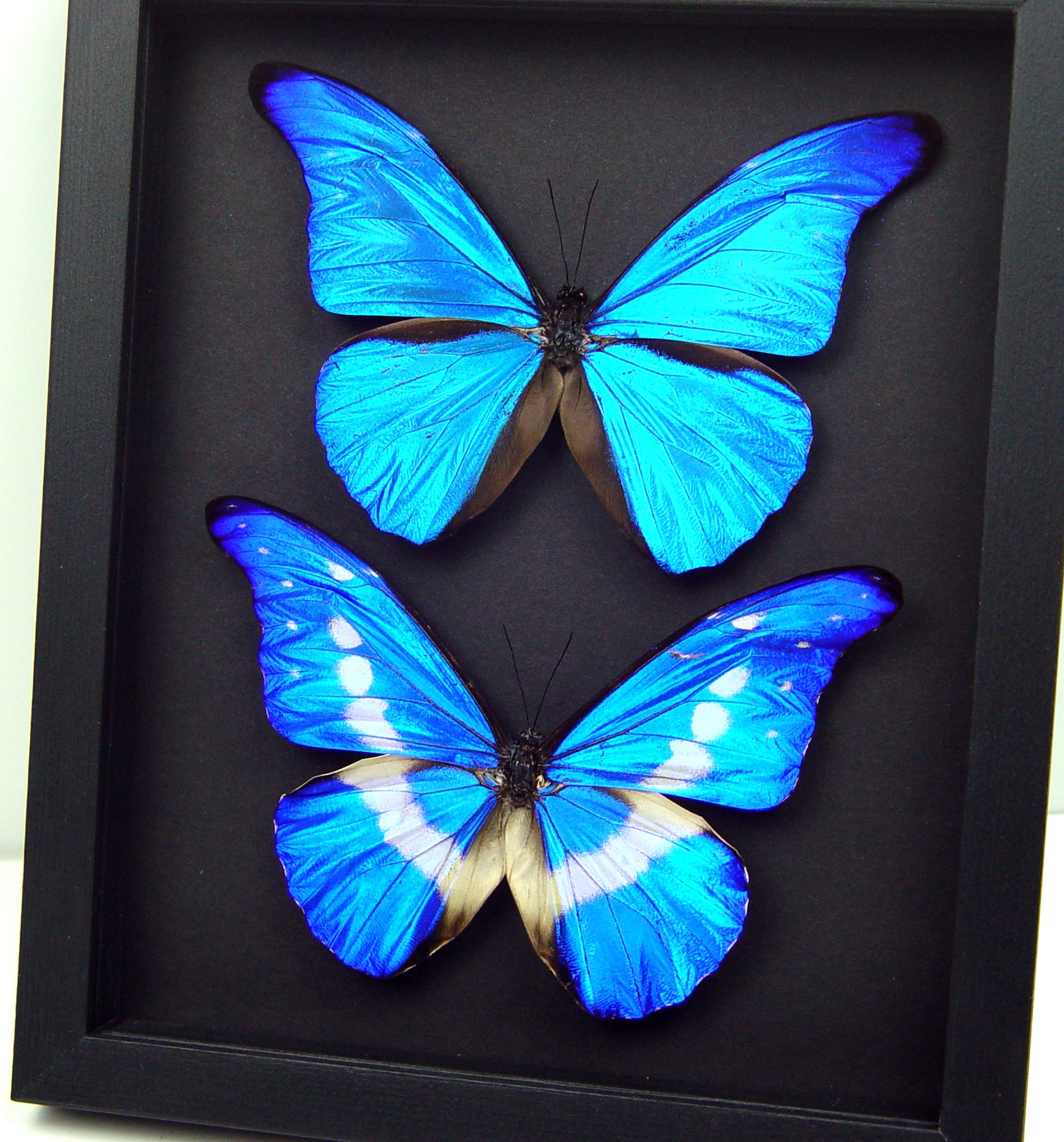 Framed Blue Morpho Butterfly Set - real framed butterflies