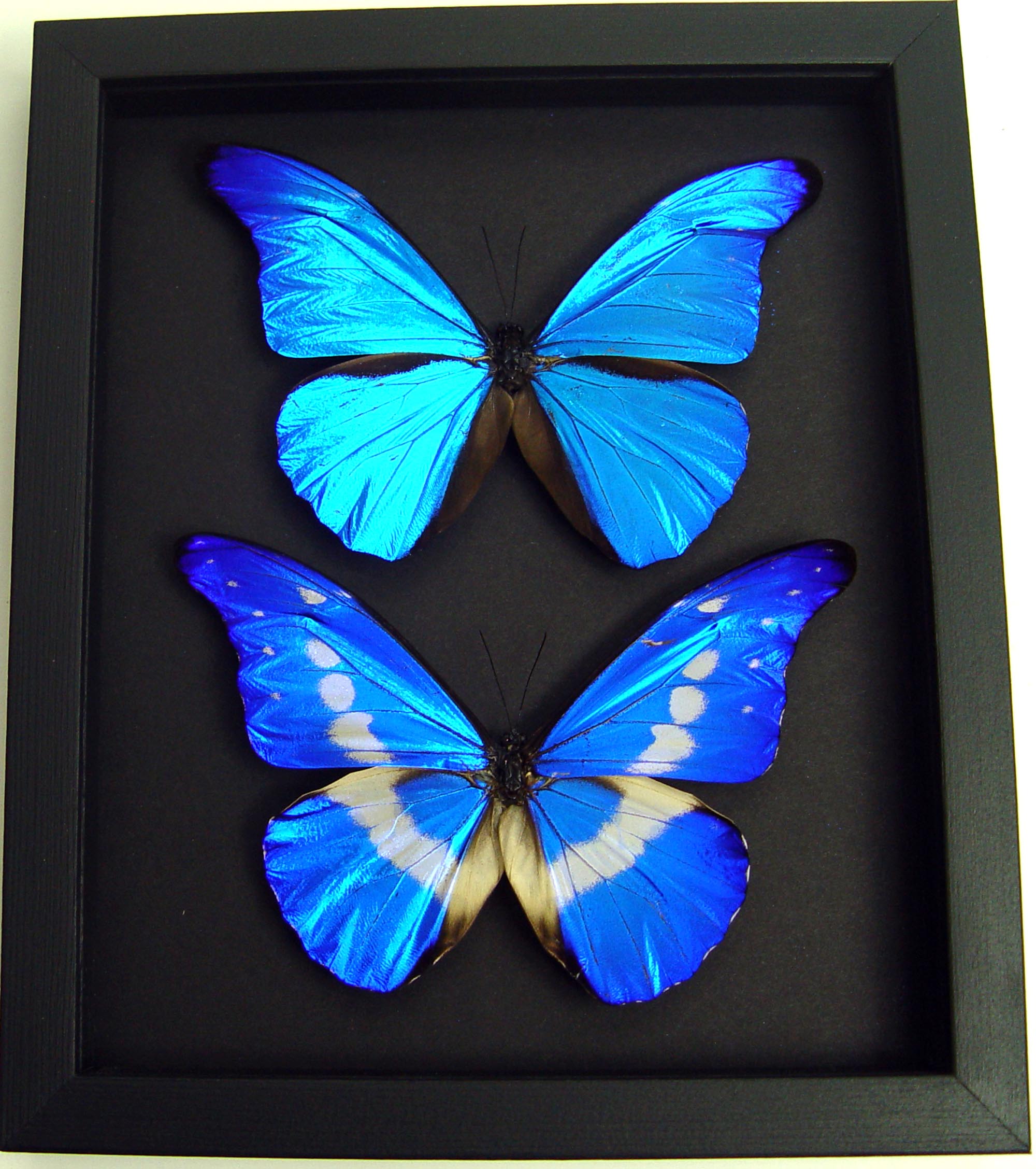 Blue Morpho Helena Rhetenor Butterfly Collection