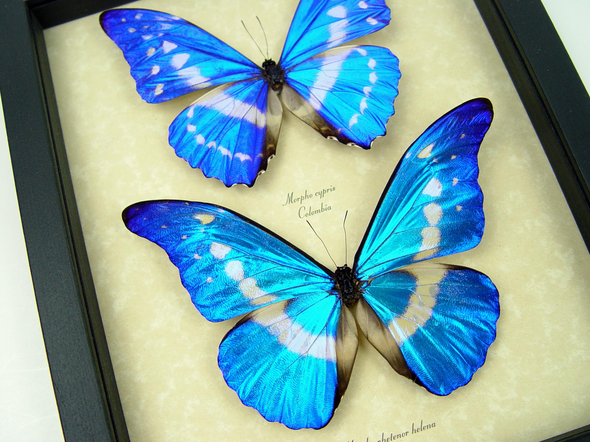 Morpho rhetenor helena cypris - Set Butterflies Framed Butterfly