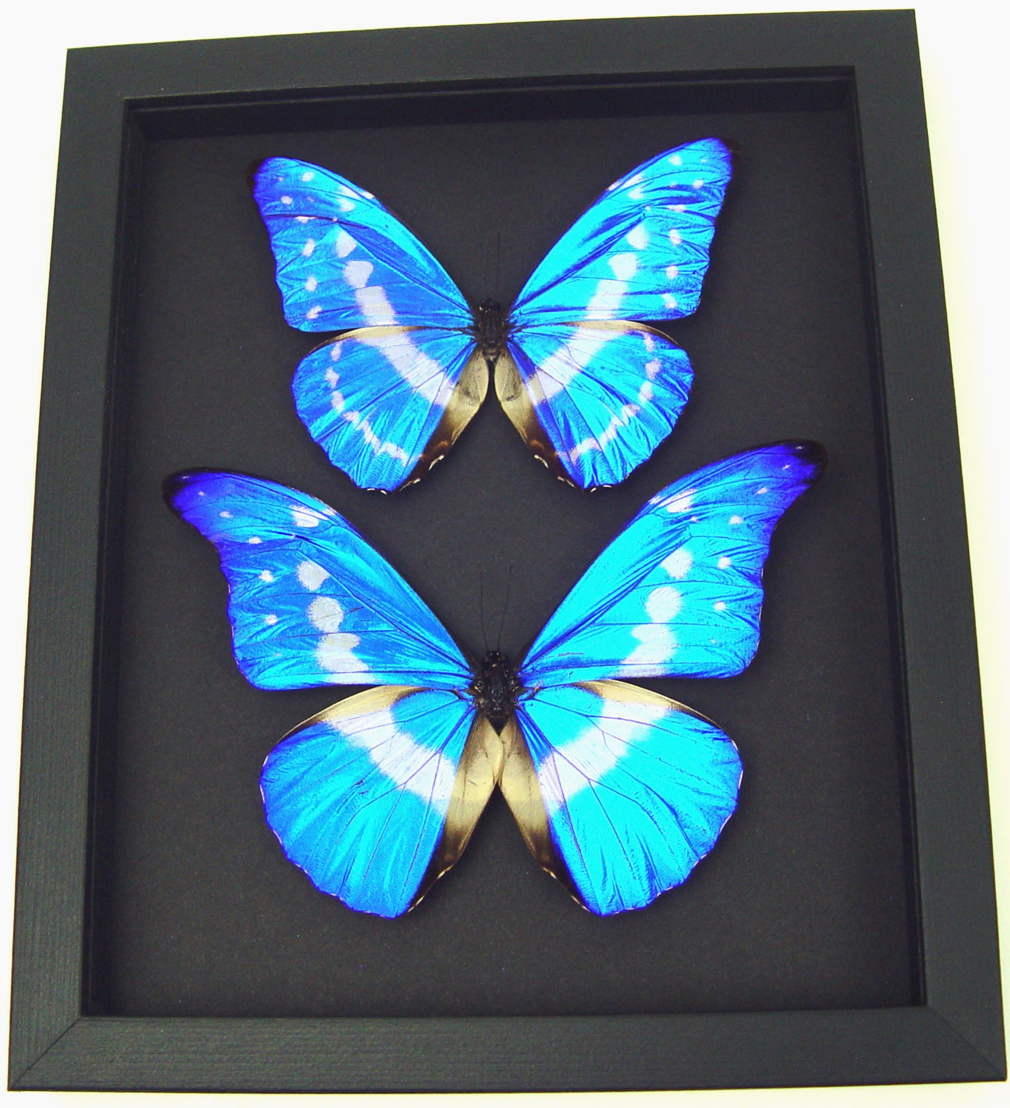 Morpho rhetenor helena cypris - Set Butterflies Framed Butterfly