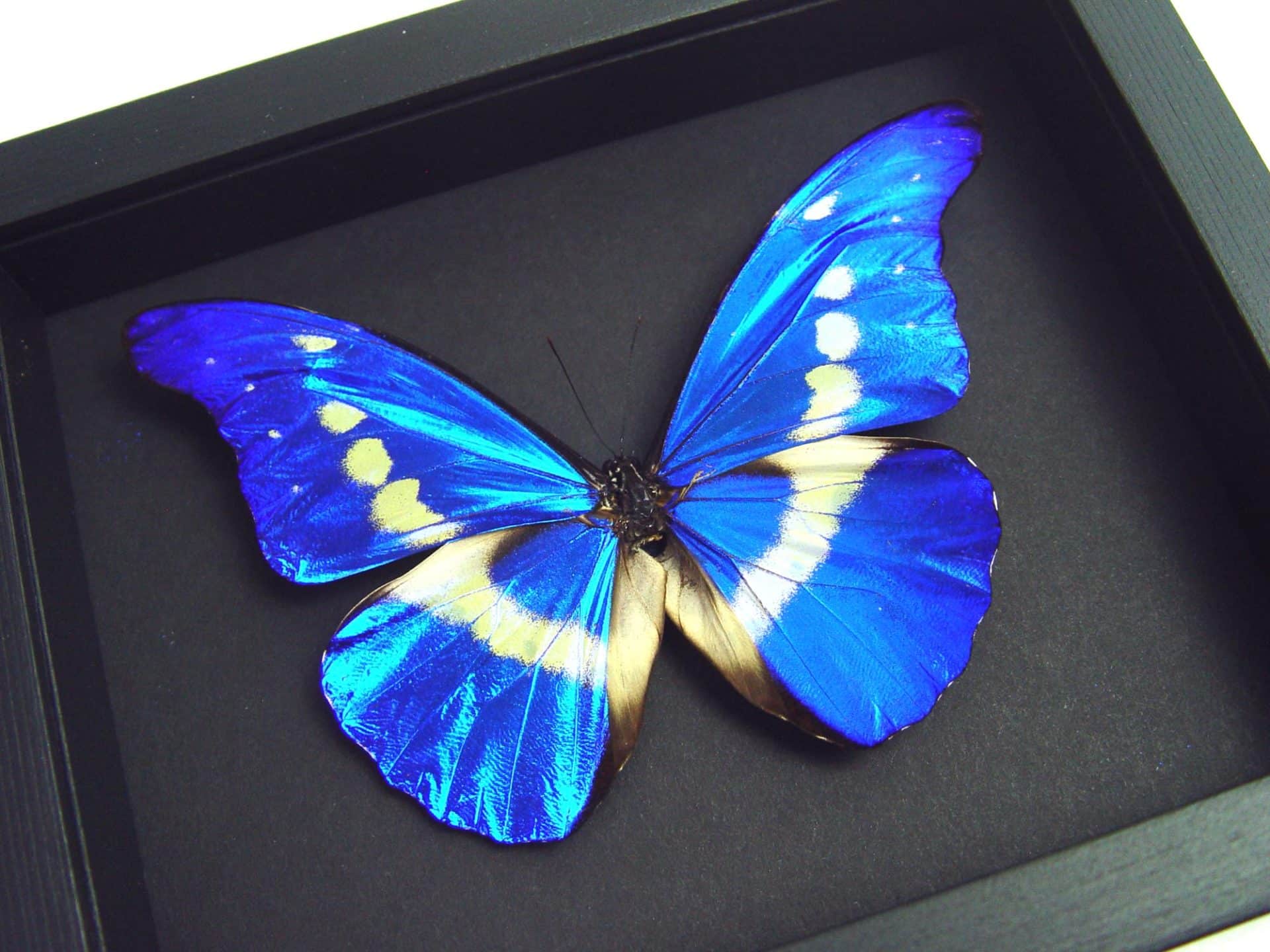 Framed Morpho Butterfly - Morpho rhetenor helena - blue morpho