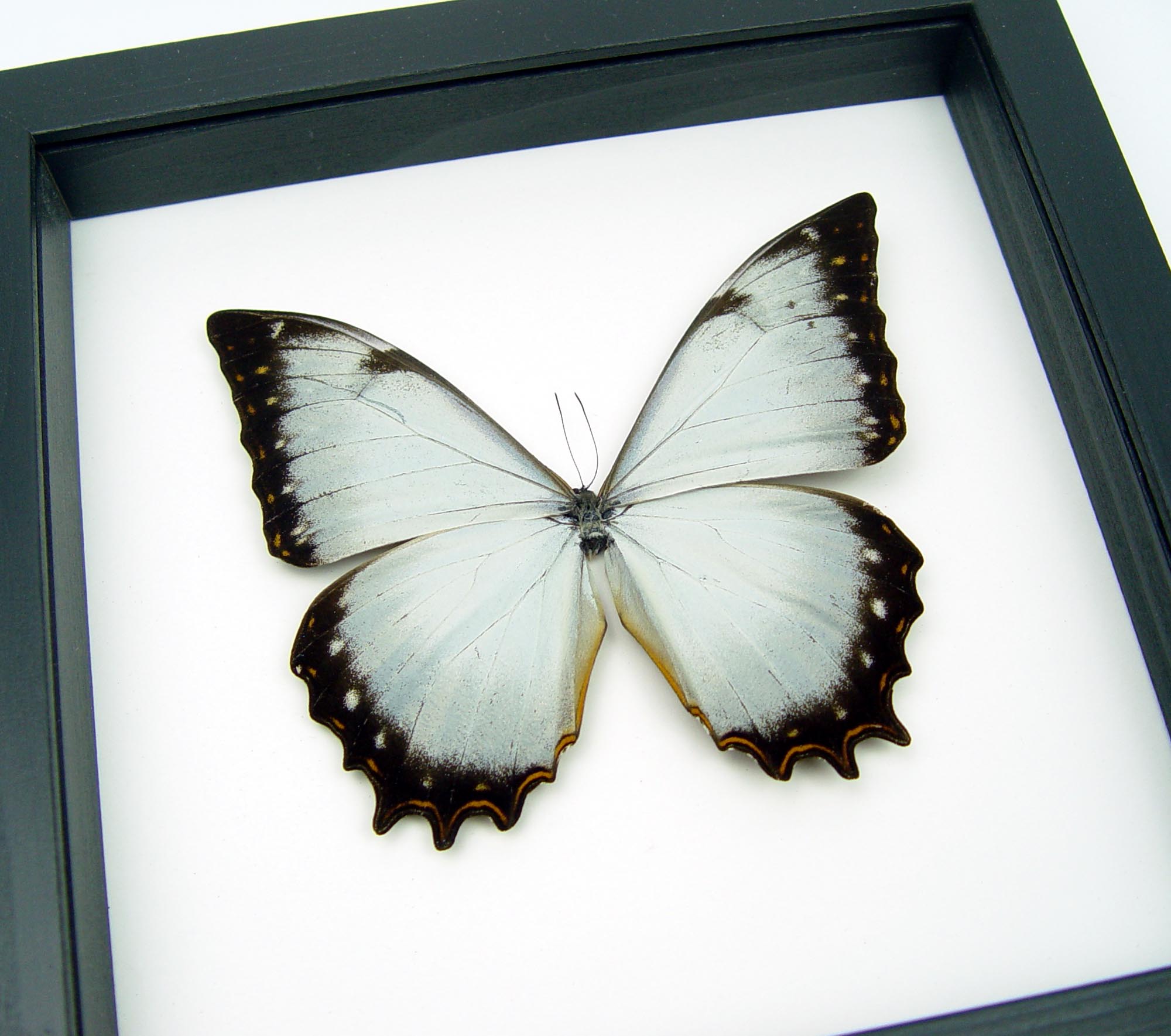 White Morpho Framed Butterfly - Morpho Theseus Juturna