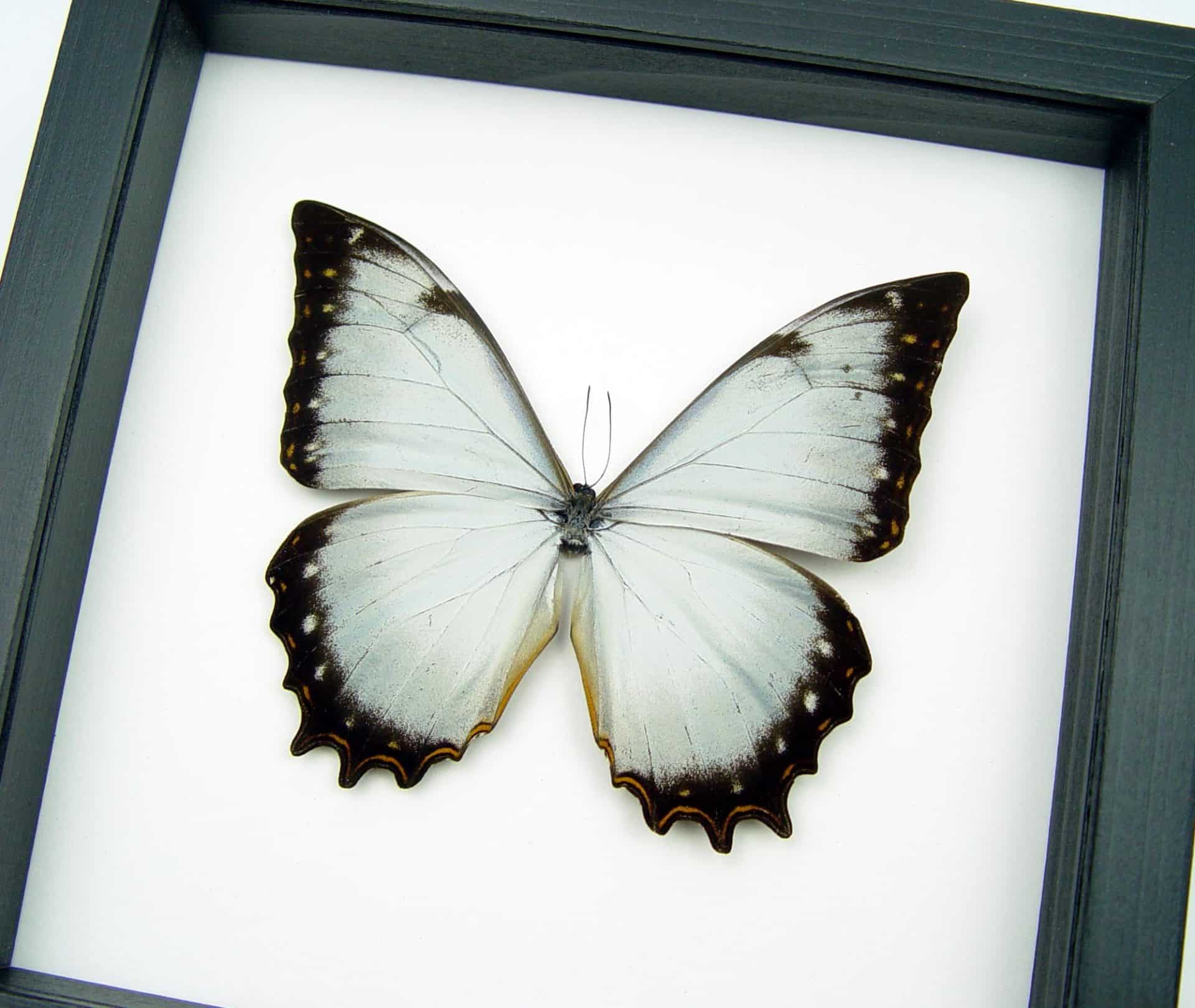 White Morpho Framed Butterfly - Morpho Theseus Juturna