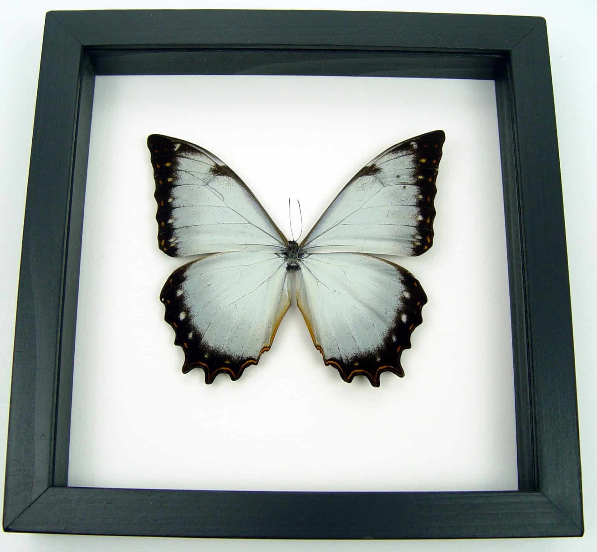 White Morpho Framed Butterfly - Morpho Theseus Juturna