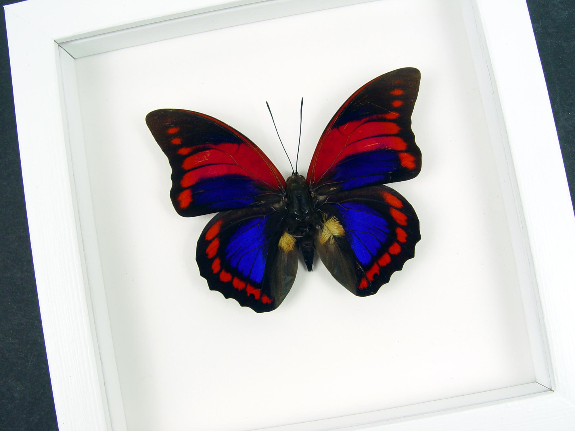 Prepona praeneste Purple Red Butterfly - Real Framed Butterfly