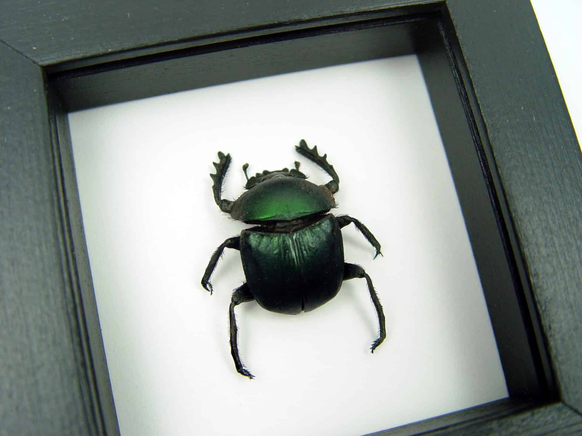 Sacred Egyptian King Scarab Beetle - Framed Taxidermy Green