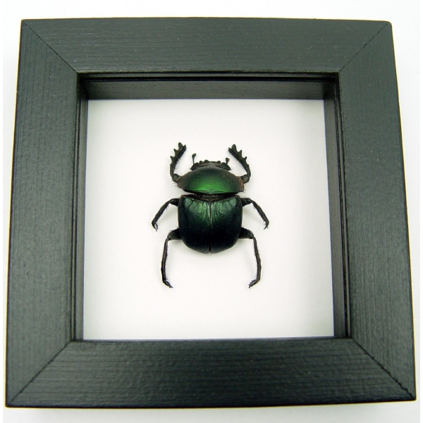 Sacred Egyptian King Scarab Beetle - Framed Taxidermy Green