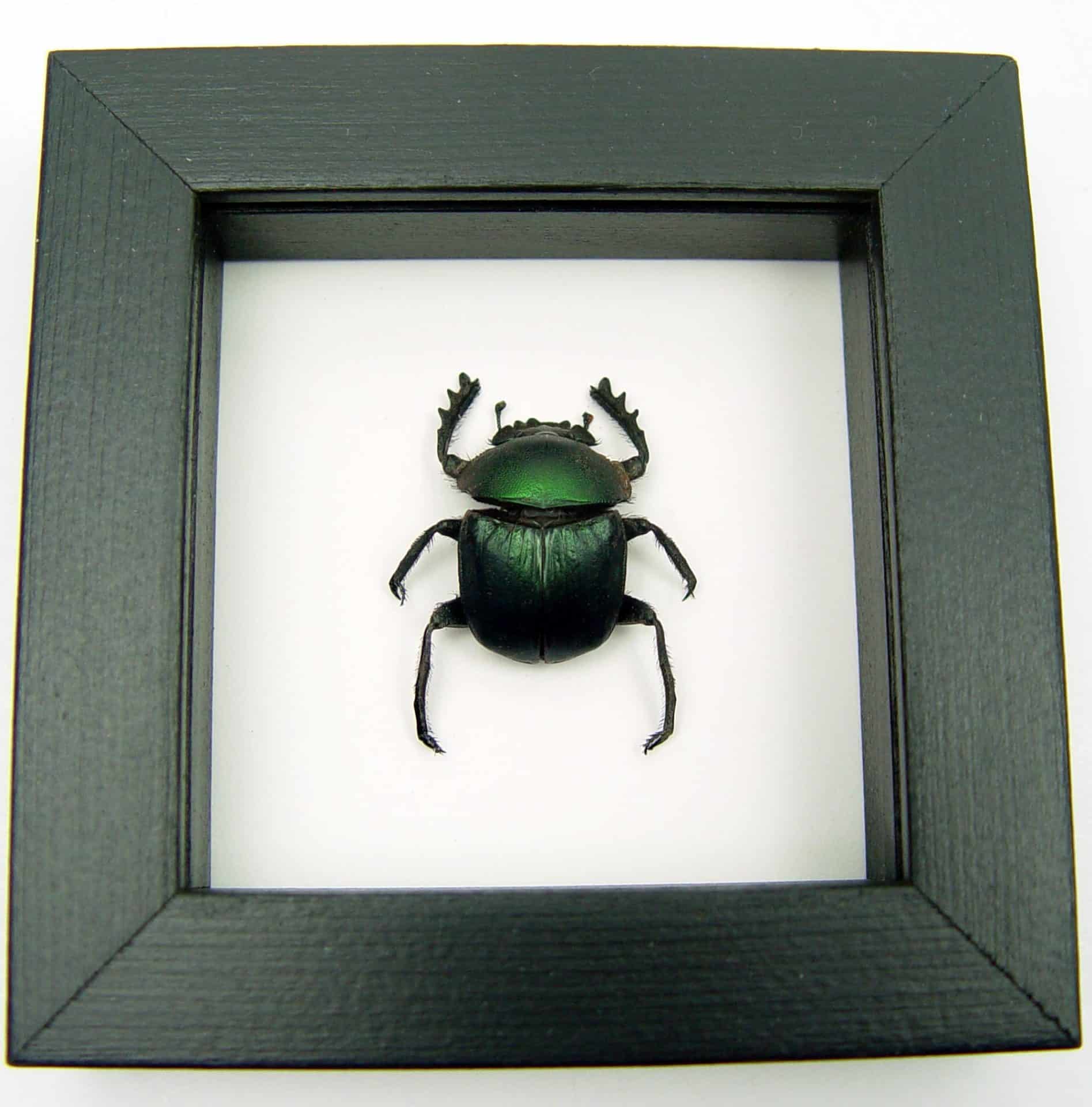 Sacred Egyptian King Scarab Beetle - Framed Taxidermy Green