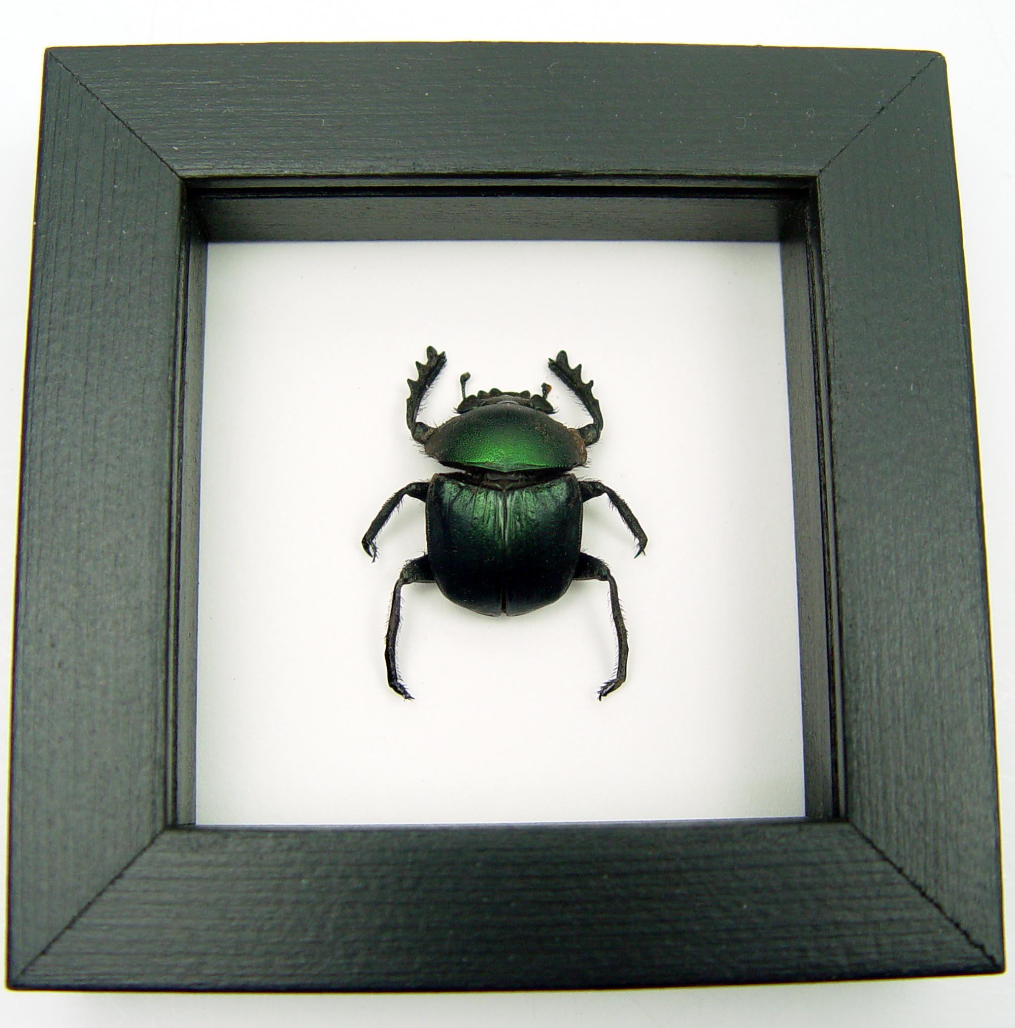 Sacred Egyptian King Scarab Beetle - Framed Taxidermy Green