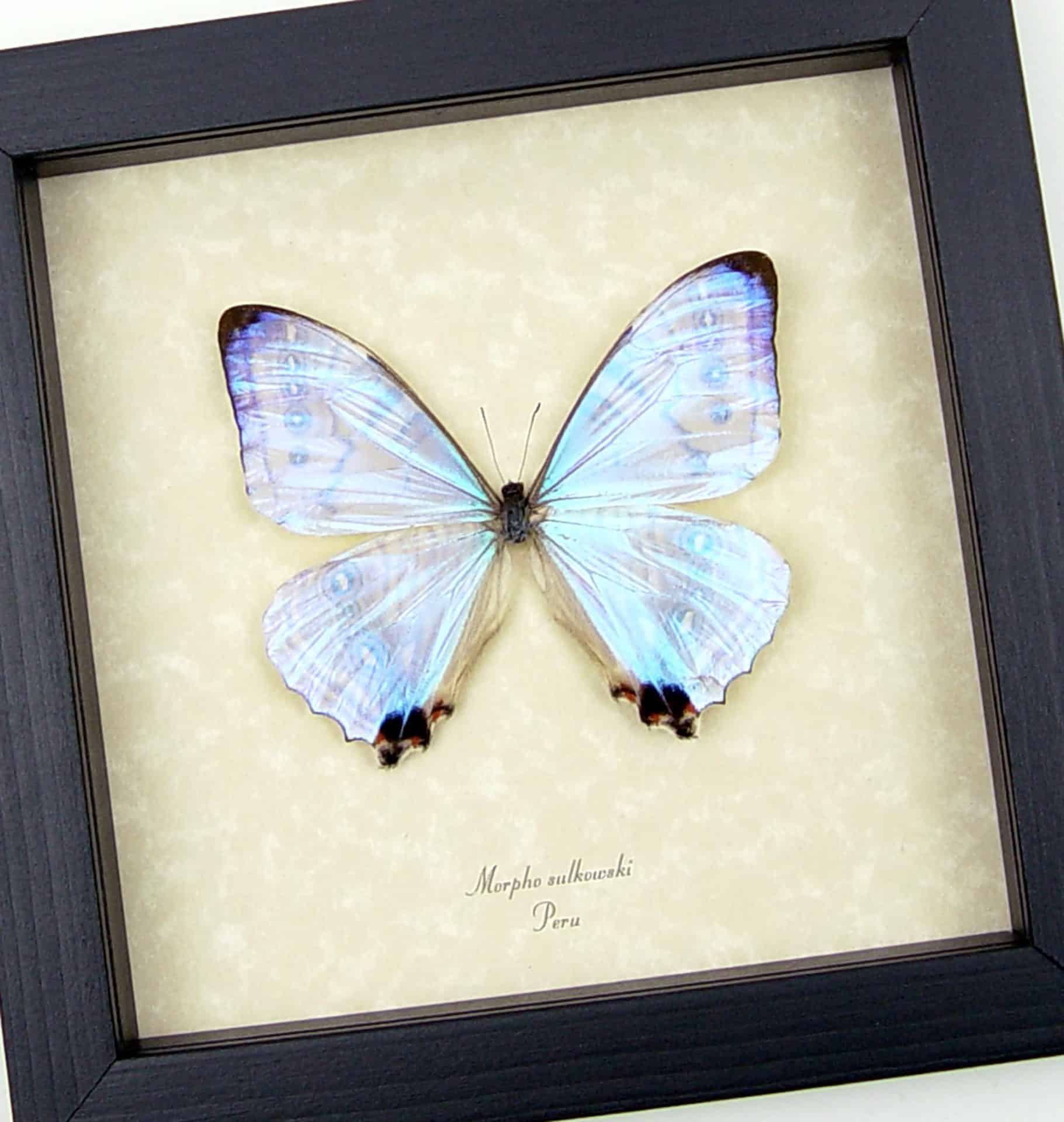 Mother's Day Butterfly - Framed Morpho sulkowski - Mother Of Pearl