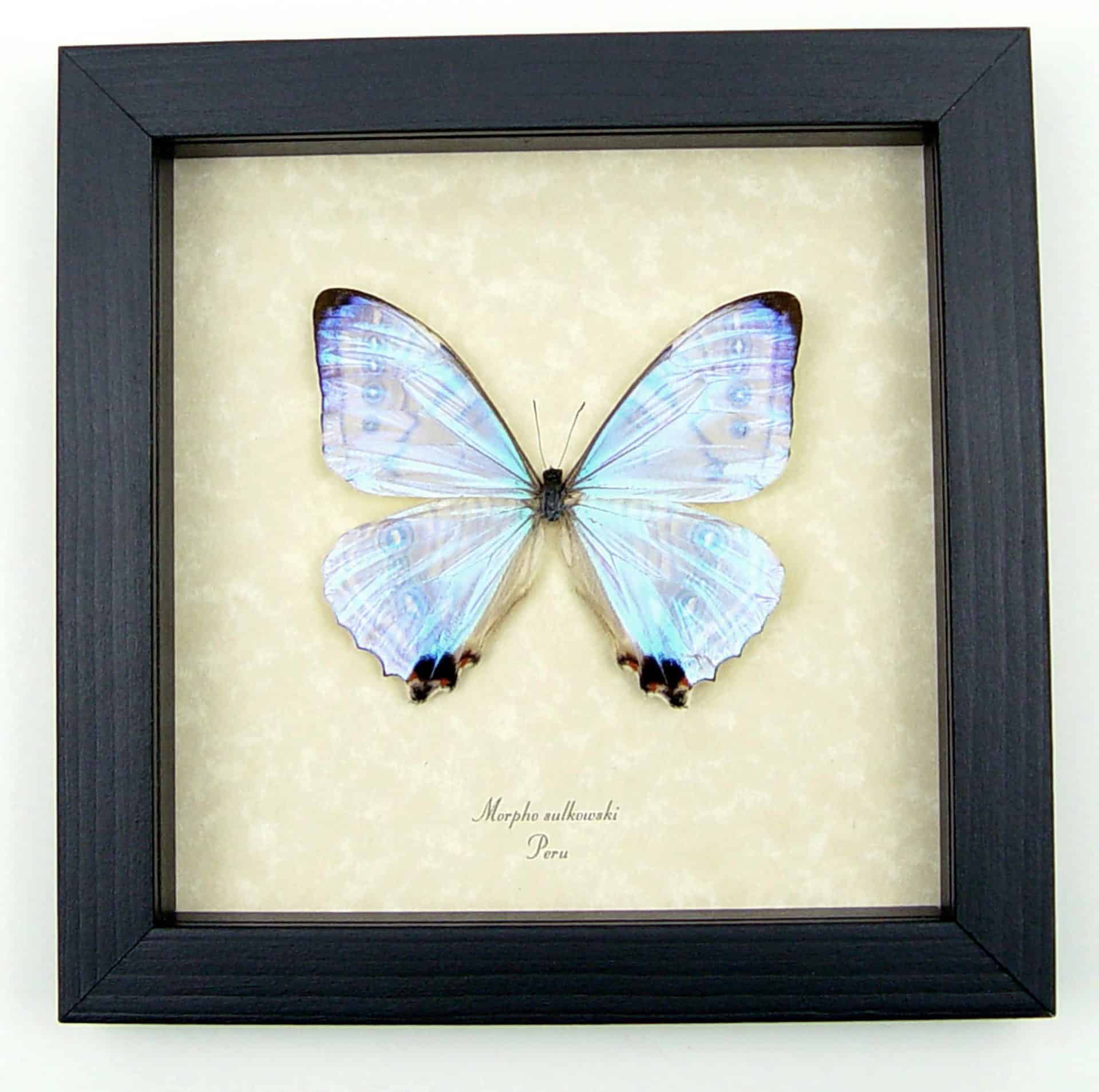 Mother's Day Butterfly - Framed Morpho sulkowski - Mother Of Pearl