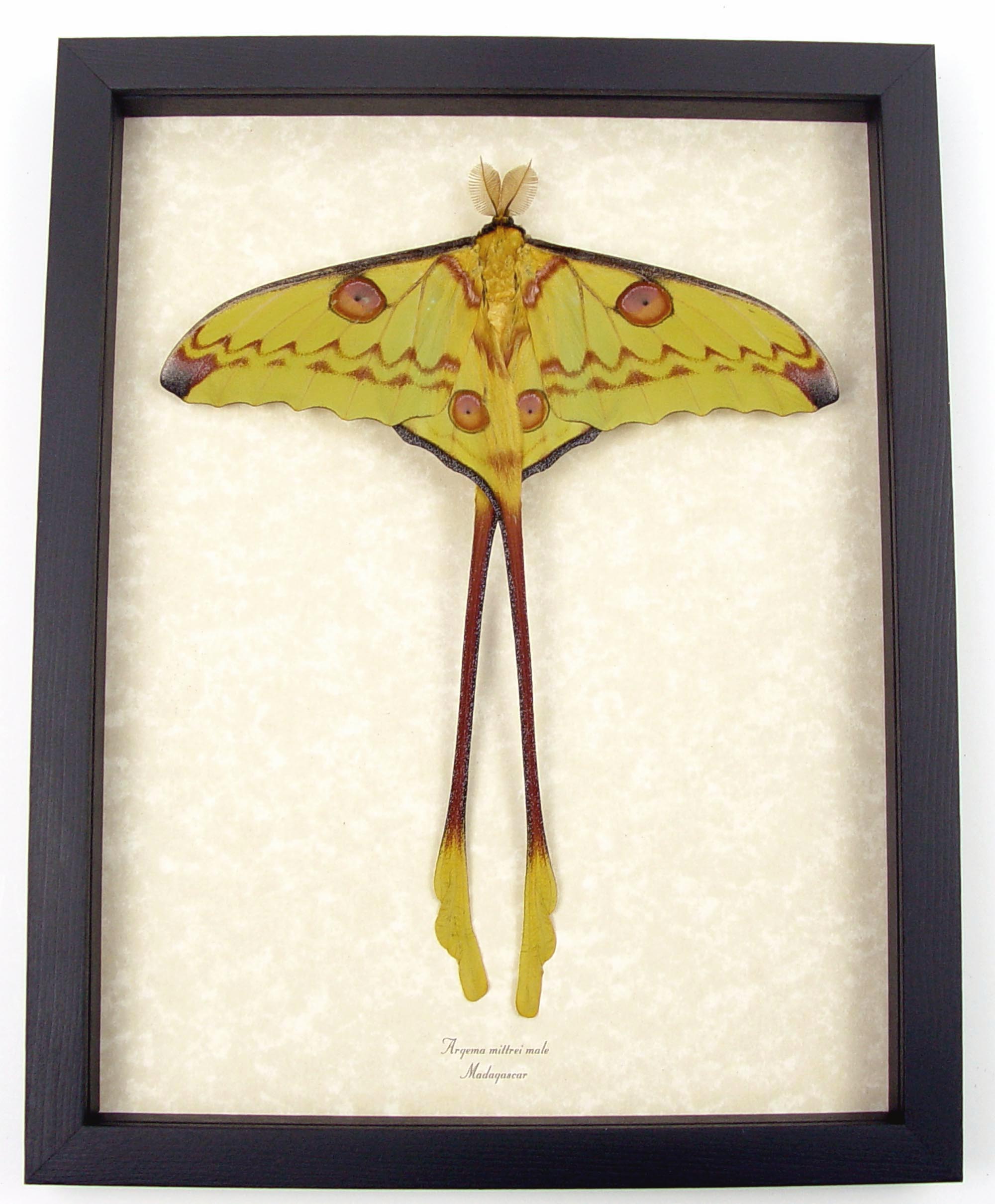 Resting Comet Moth Cross Tails - 7"+ Wingspan Argema Mittrei