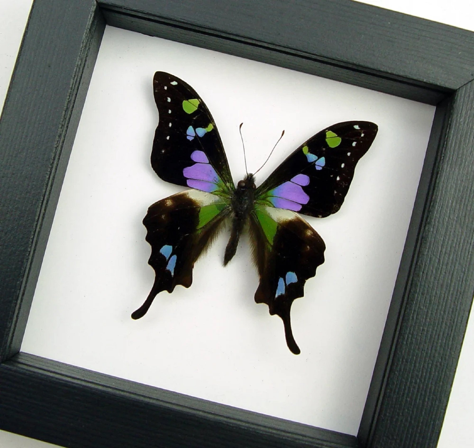 Framed Graphium Weiskei - Purple Spotted Swallowtail
