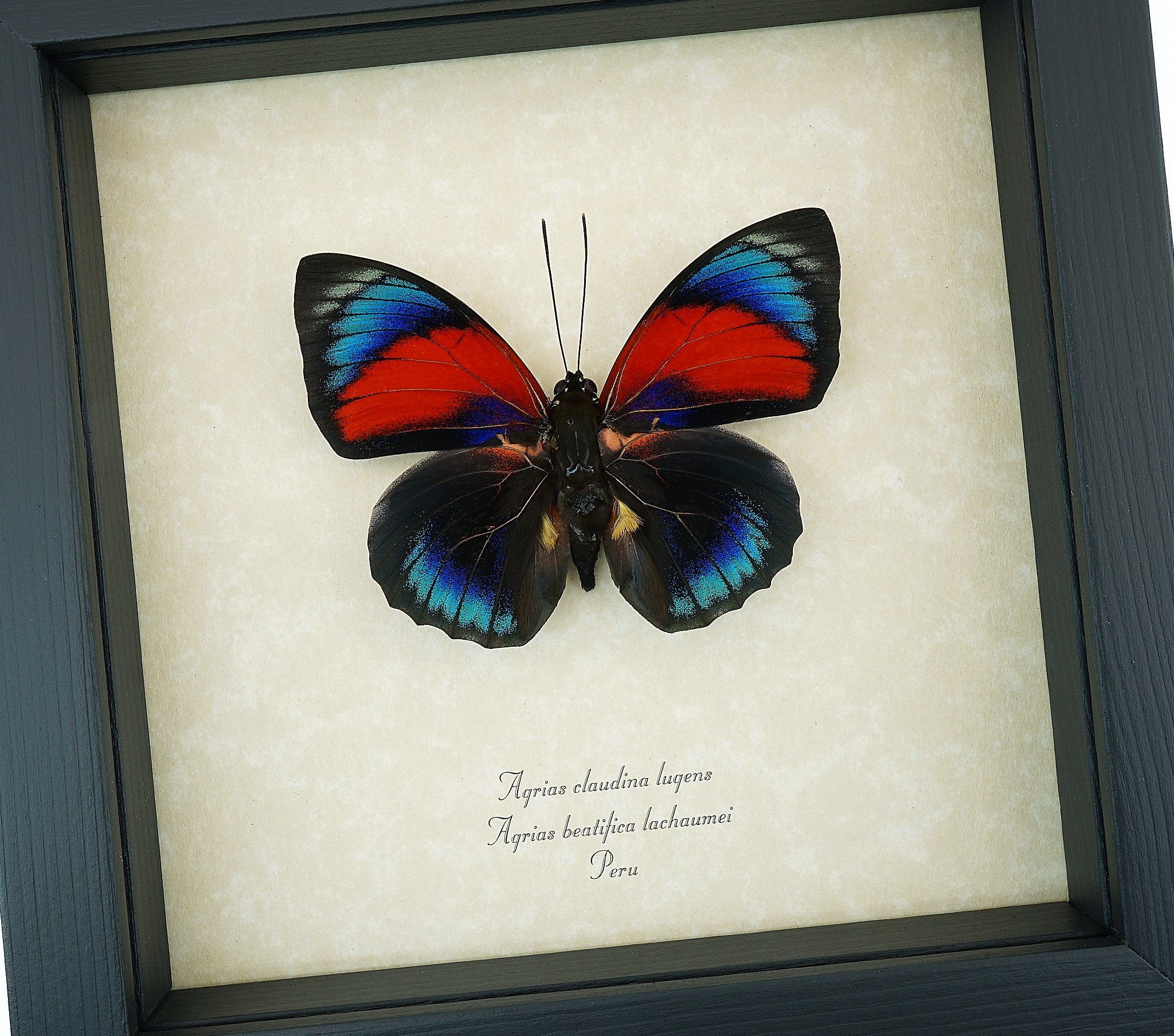 Rare Red Blue Hybrid Butterfly - Agrias beatifica lachaumei