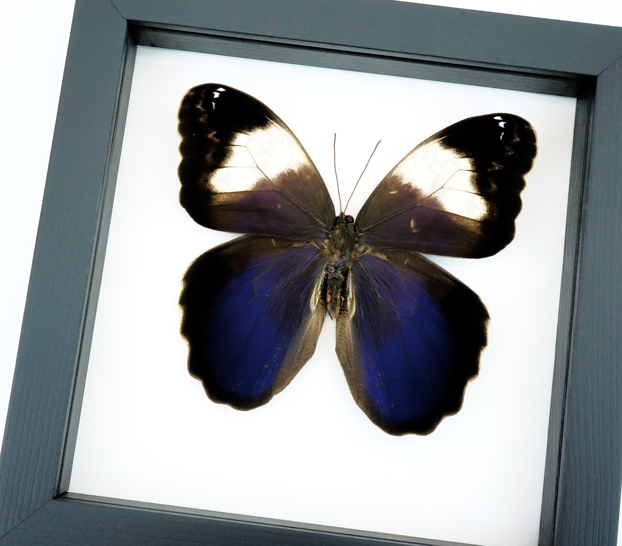 Caligo martia Purple Owl - Mimic Butterfly Rare Framed Taxidermy