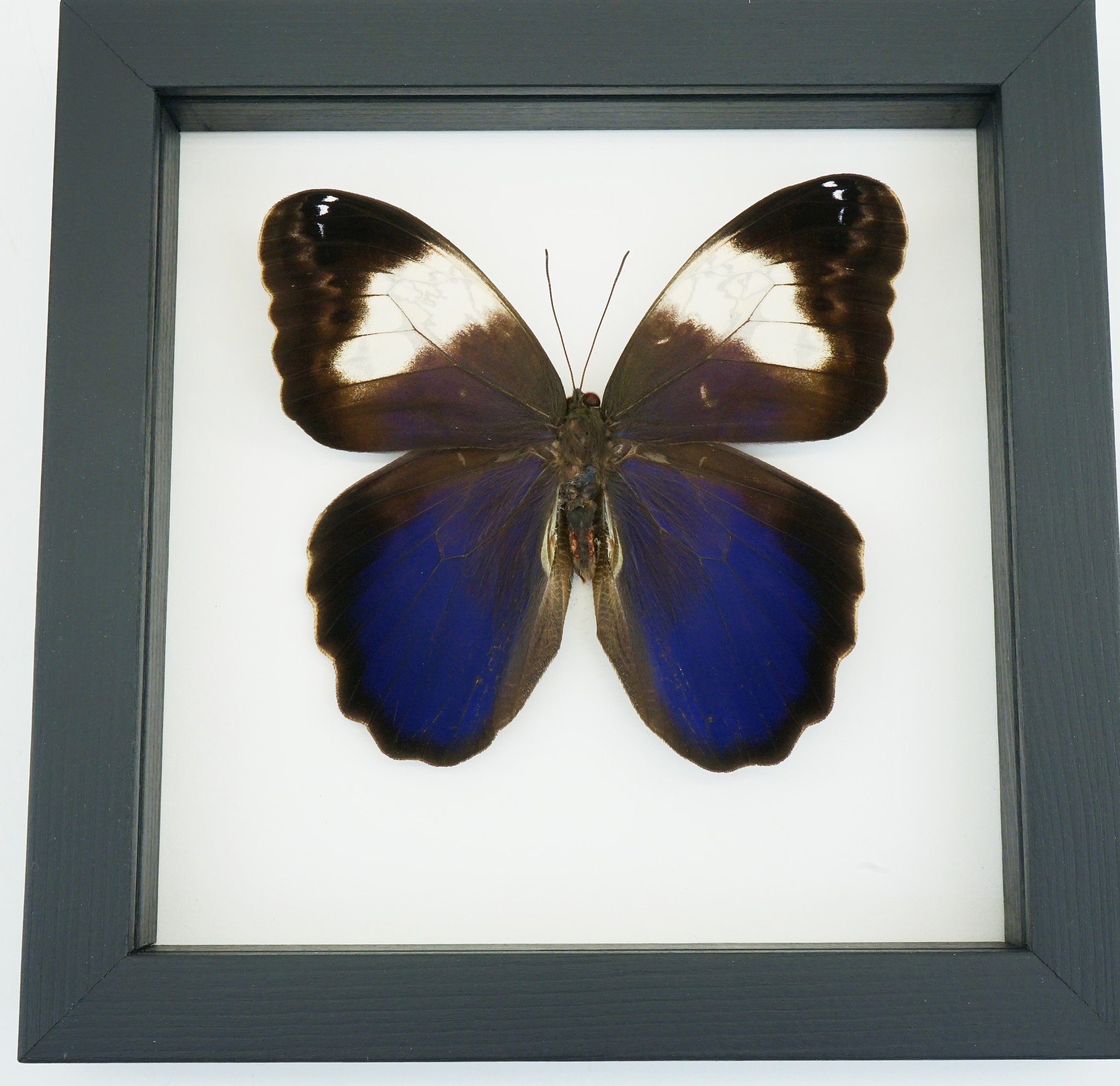 Caligo martia Purple Owl - Mimic Butterfly Rare Framed Taxidermy