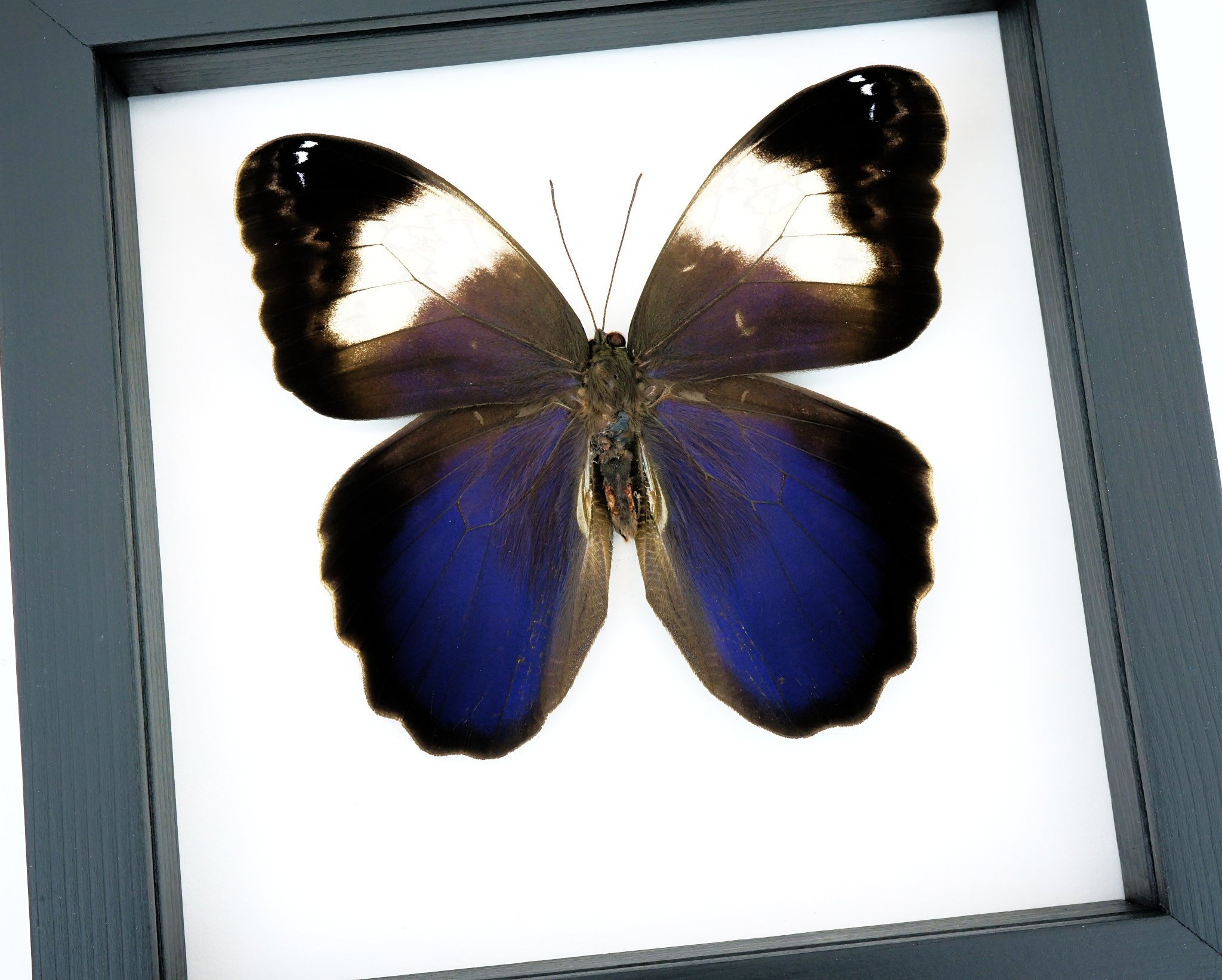 Caligo martia Purple Owl - Mimic Butterfly Rare Framed Taxidermy