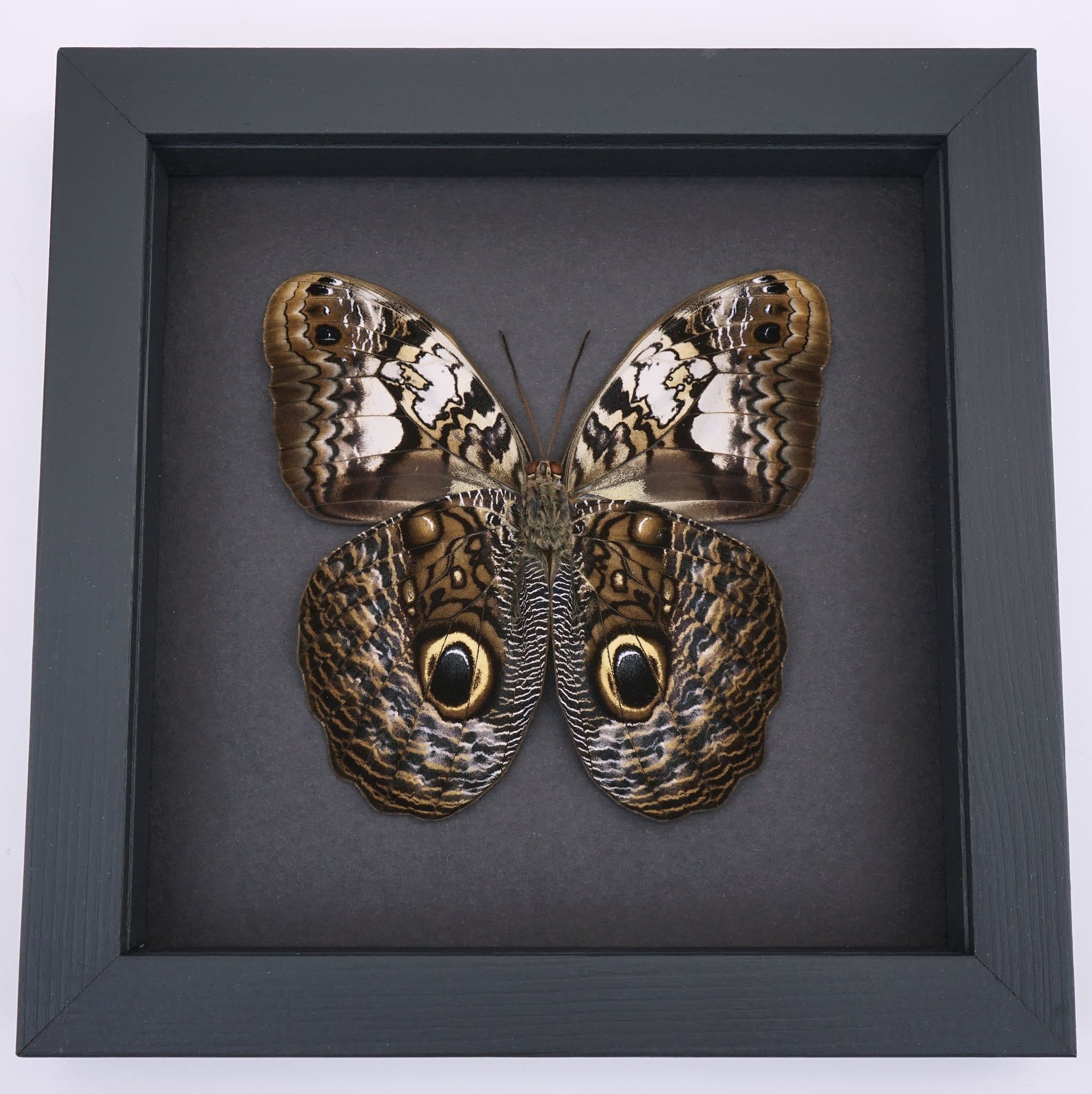 Caligo martia verso Rare Owl mimic- Butterfly Feather Markings