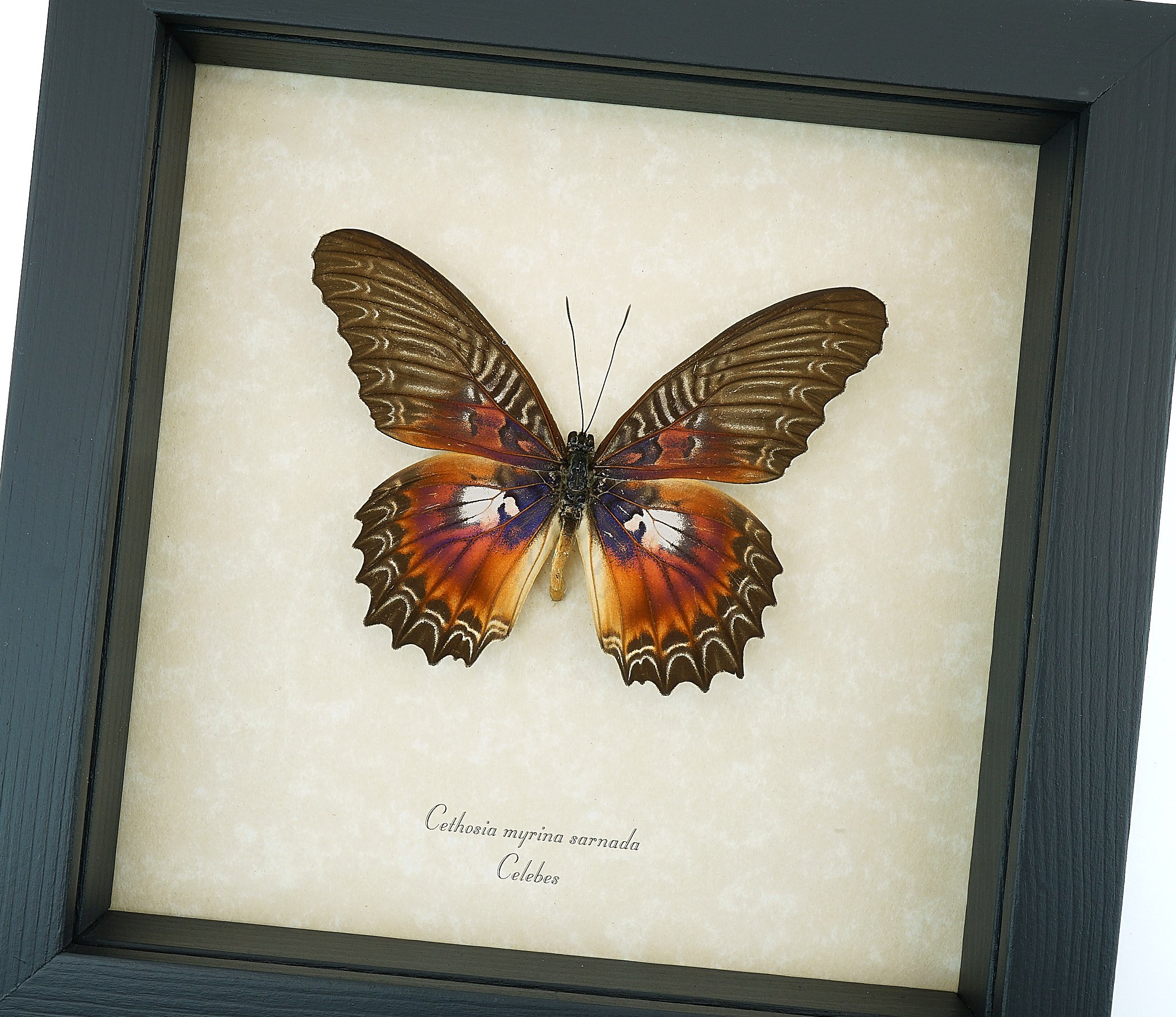 Cethosia myrina sarnada Purple Fuchsia Butterfly Framed Taxidermy ...